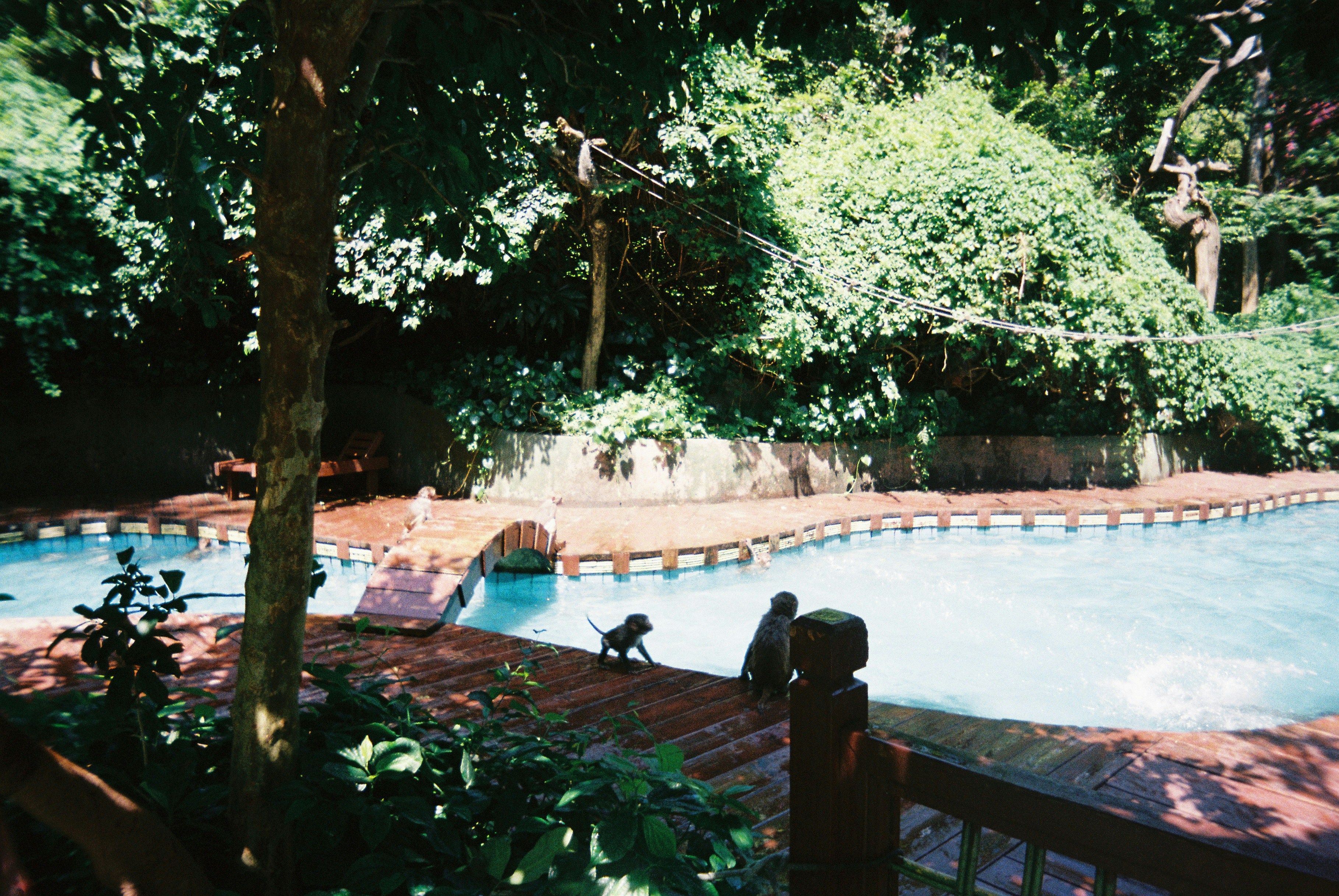 Small monkey by a blue pool surrounded by green trees.