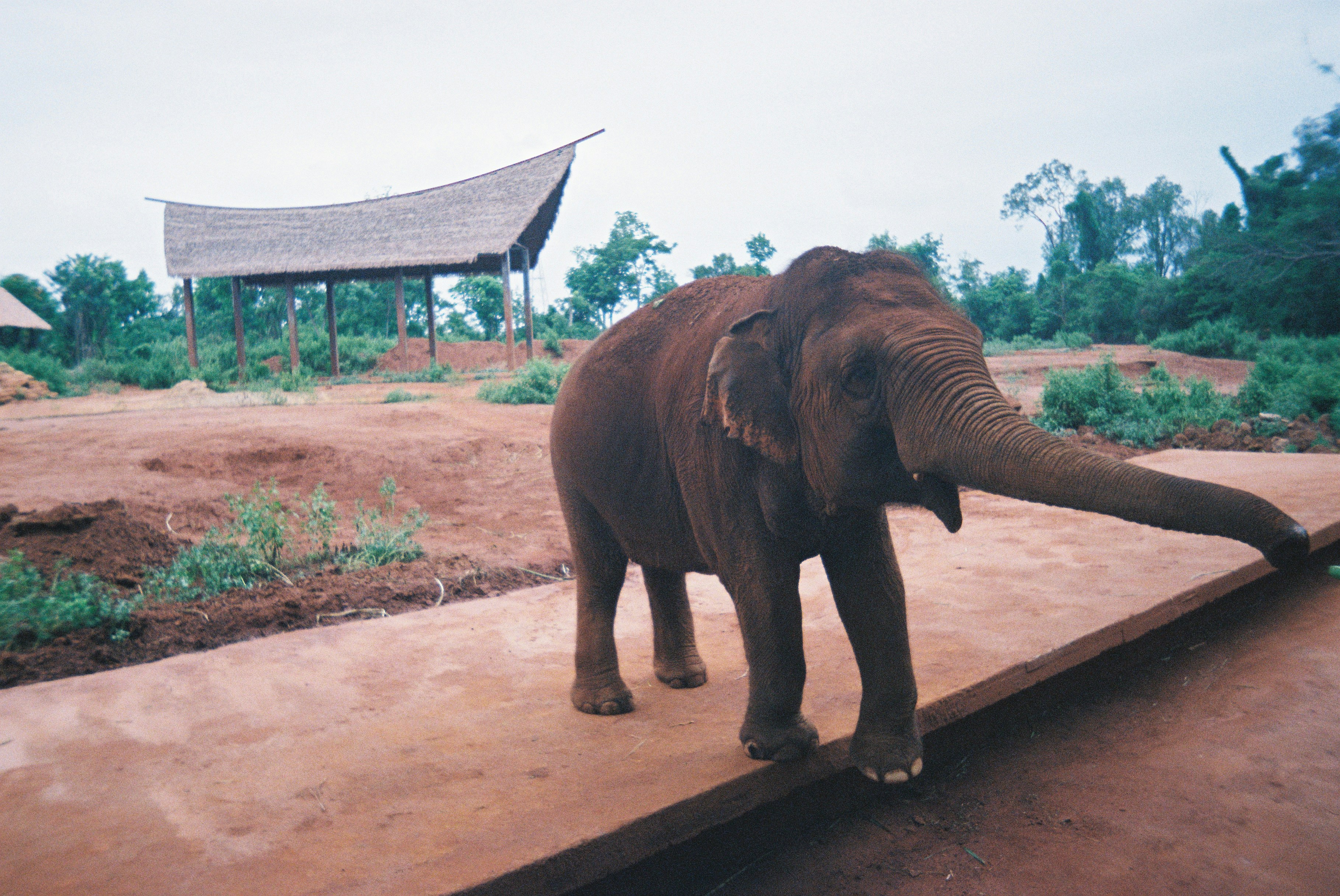 A majestic Asian elephant cow stands at the safari park on Hainan Island, facing a group of tourists with an expectant look, waiting to be fed. The gentle and friendly animal creates a memorable wildlife encounter, highlighting the close interaction between humans and nature in a tropical safari setting.