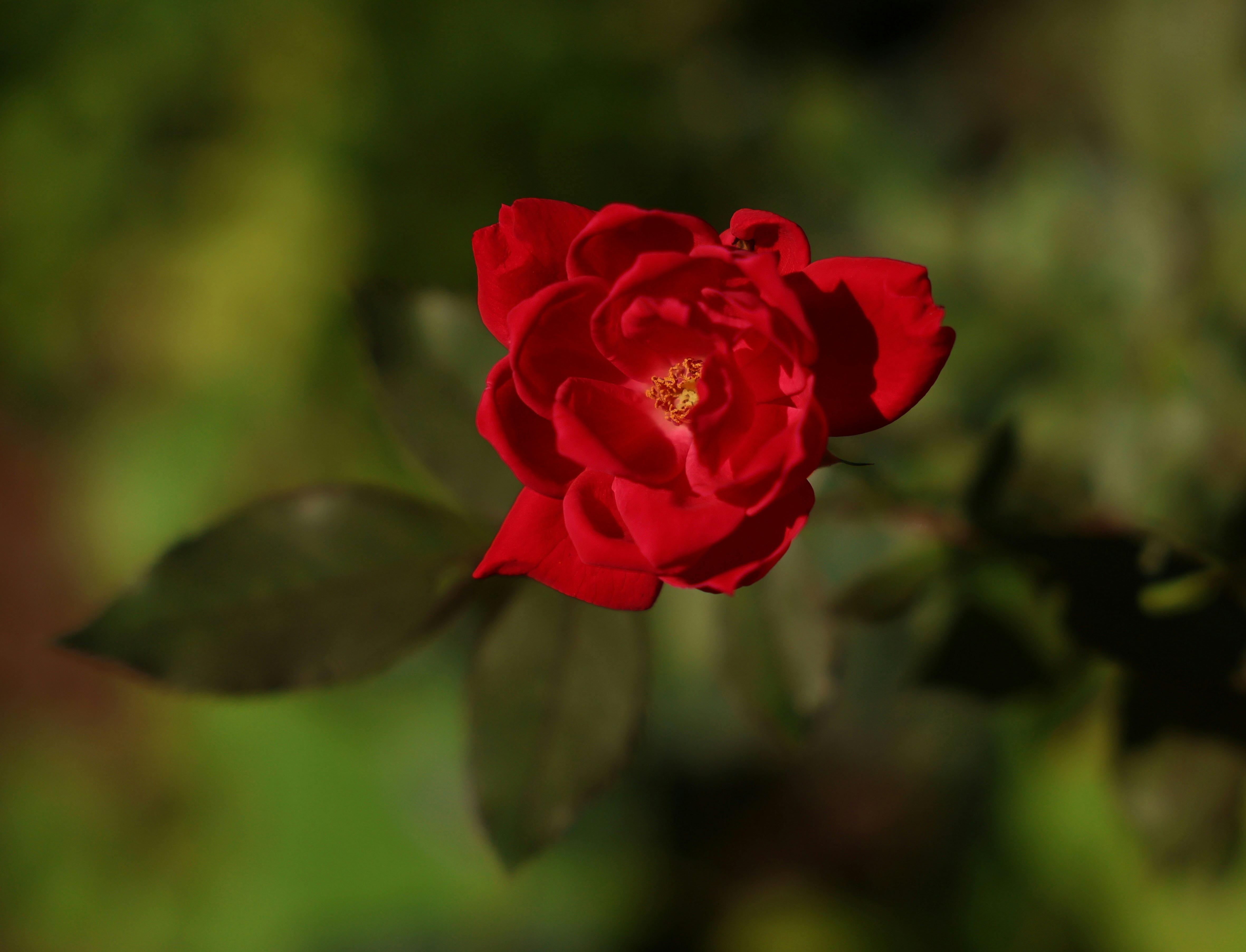 Crimson Bloom in Soft Focus