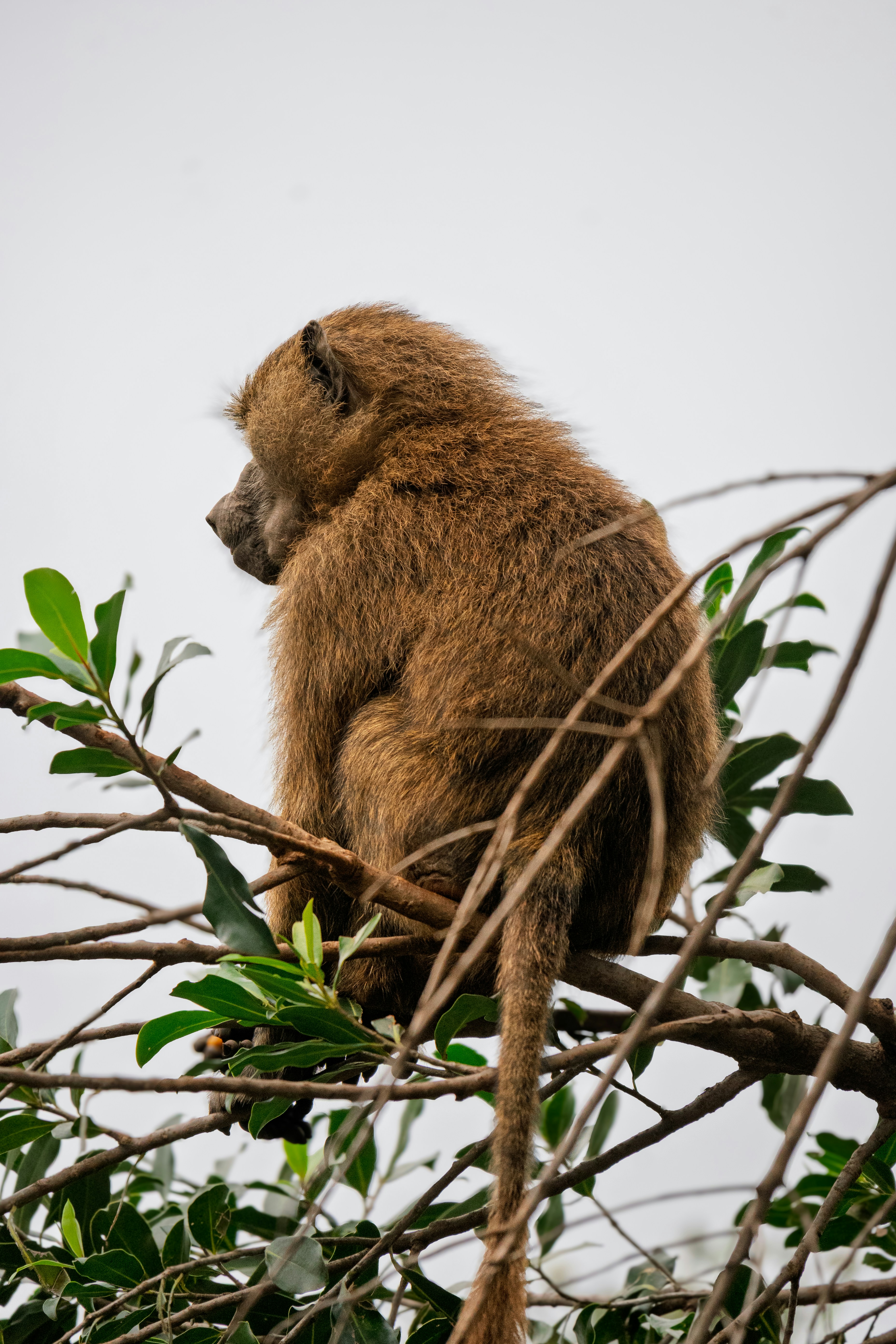Lonesome Primed: A Vervet Quietly Perched Among Green Threads