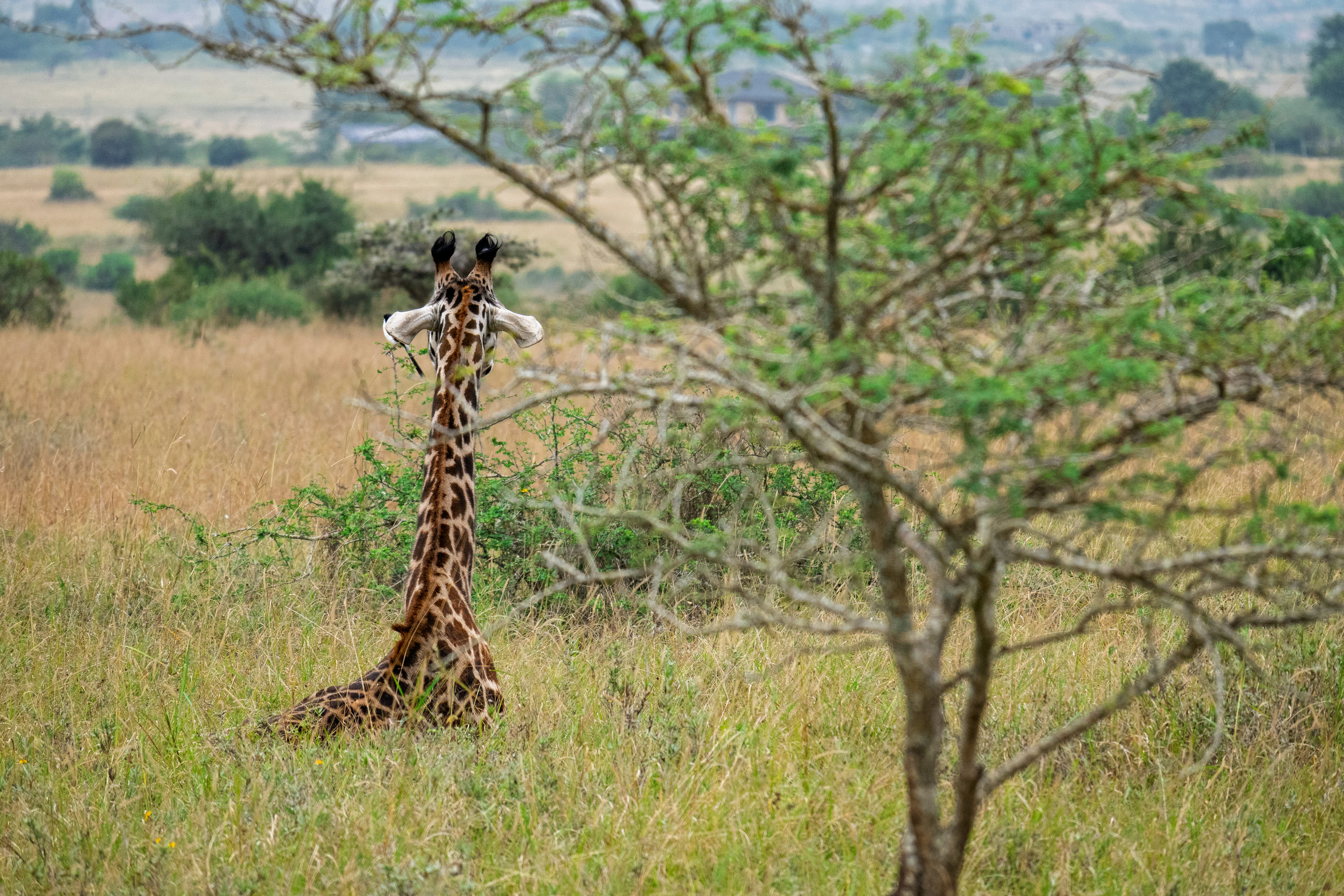 Giraffe on the Serengeti Standoff, with Acacia Framing
