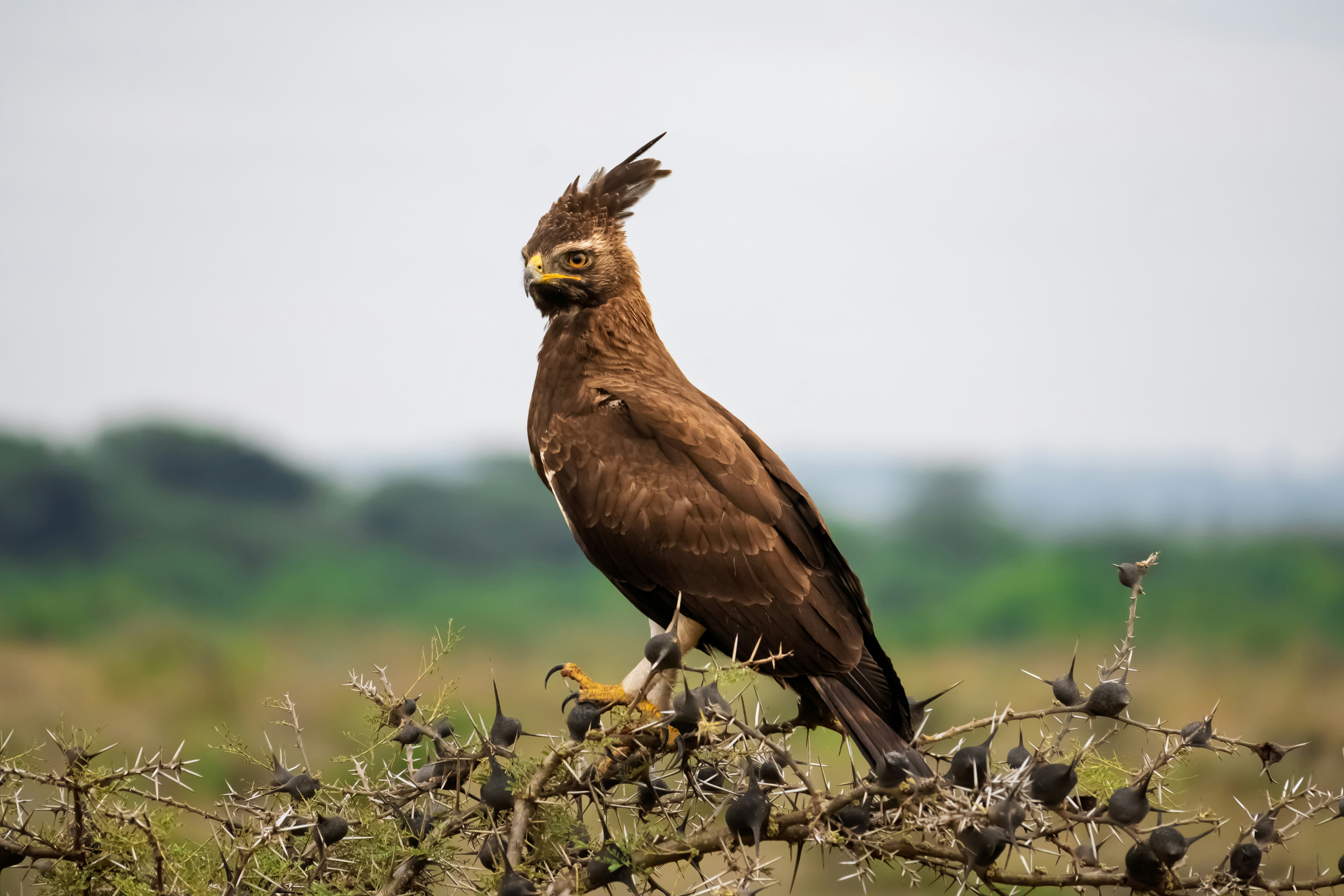 Crested Harrier on Thorny Perch: Watchful in the Open Plain