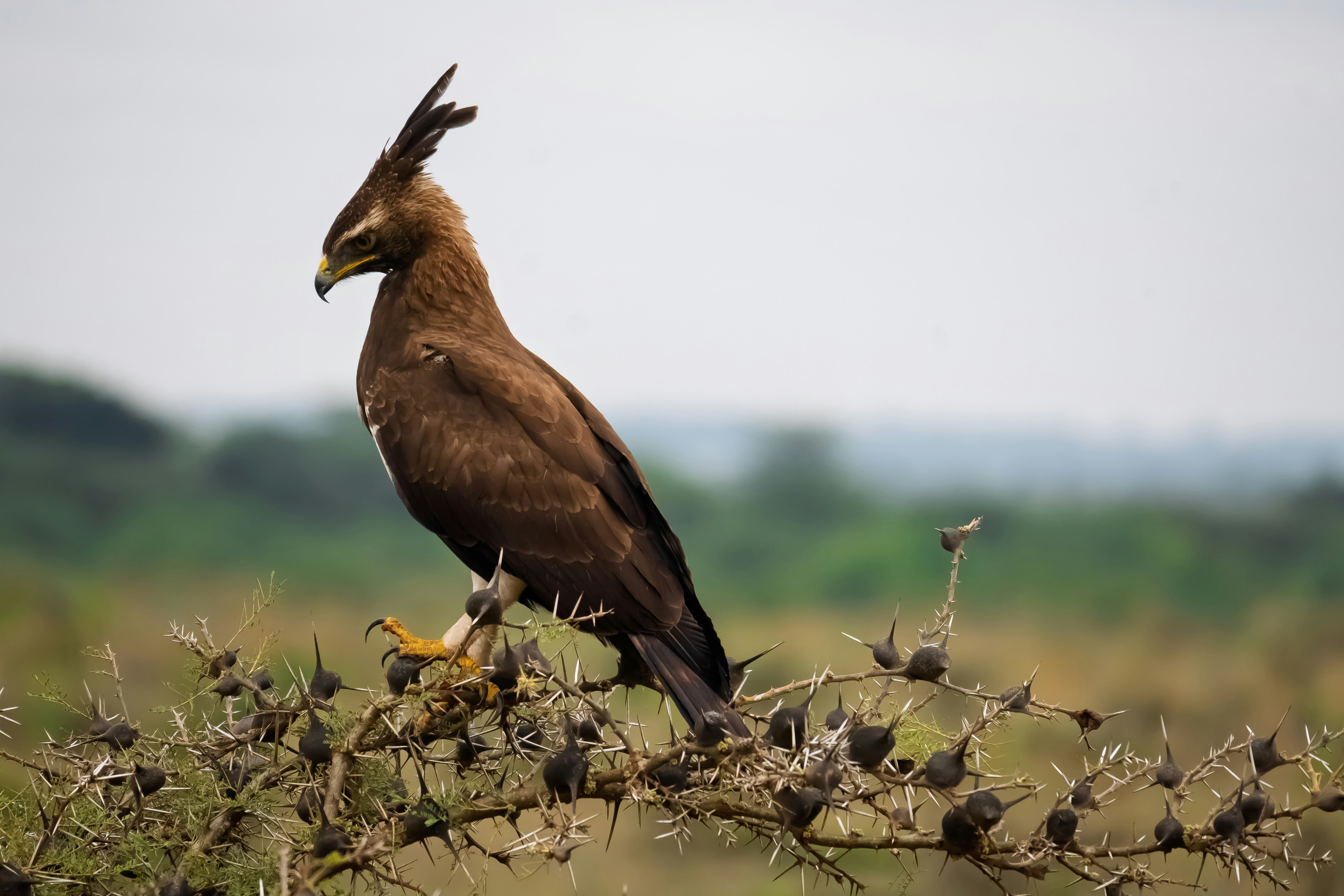 Crepuscular Silence: A Bateleur-Like Bird perched among thorny branches