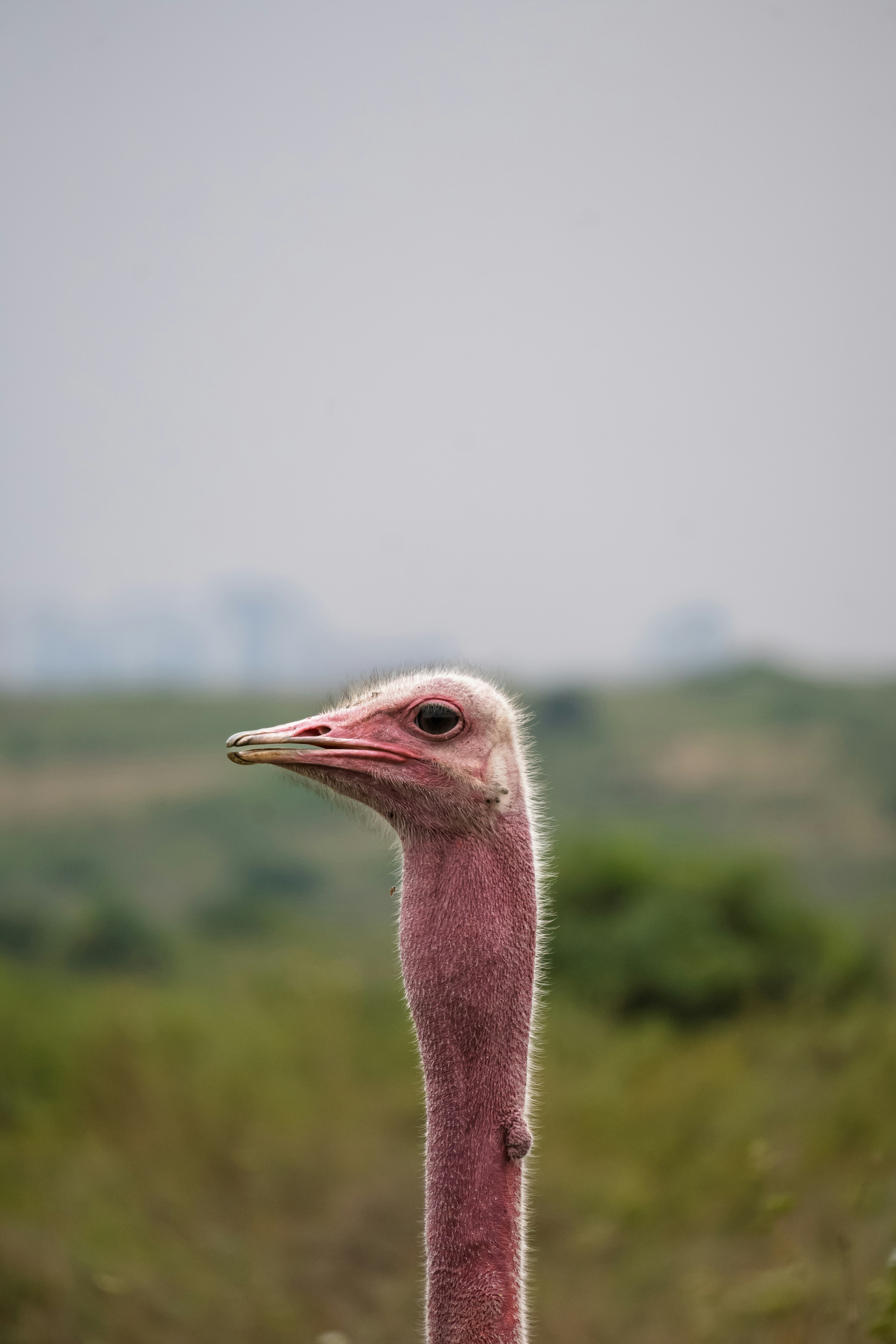 Pink-necked ostrich head and neck in profile with a blurred natural background. A calm wildlife portrait focusing on the bird’s elongated neck and beak, set against a muted landscape.