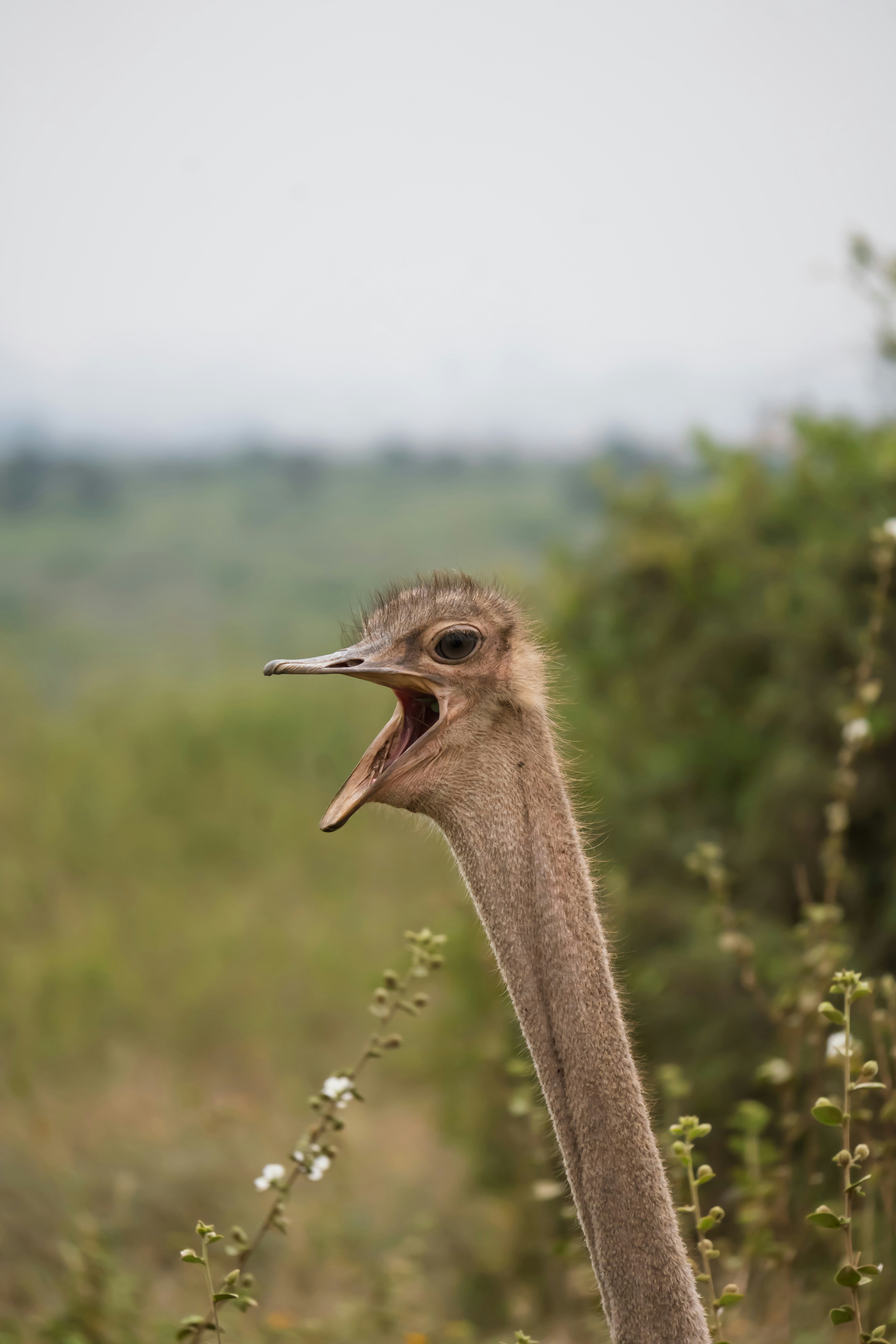 Long-necked Siren: An Open-mouth Gaze Across Open Grass