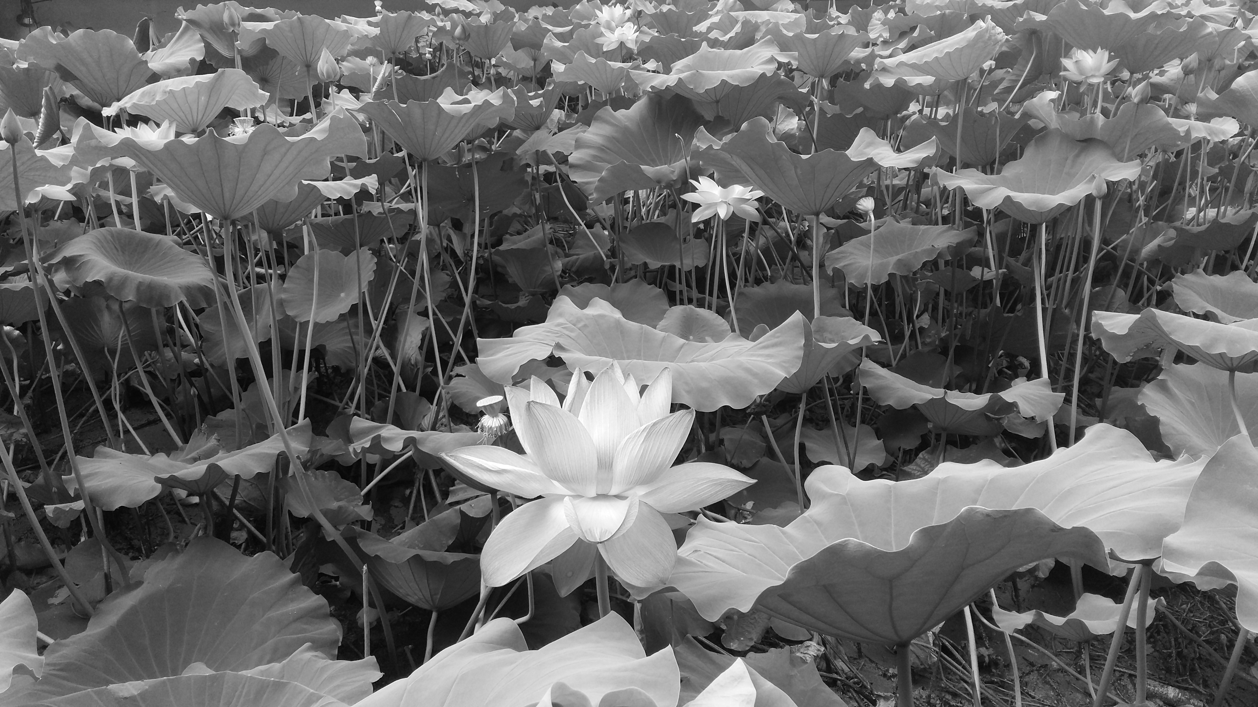 Monochrome lotus bloom rises amid broad lotus leaves, forming the focal point of a pond-like expanse. The image emphasizes the solitary flower amid a field of pads.