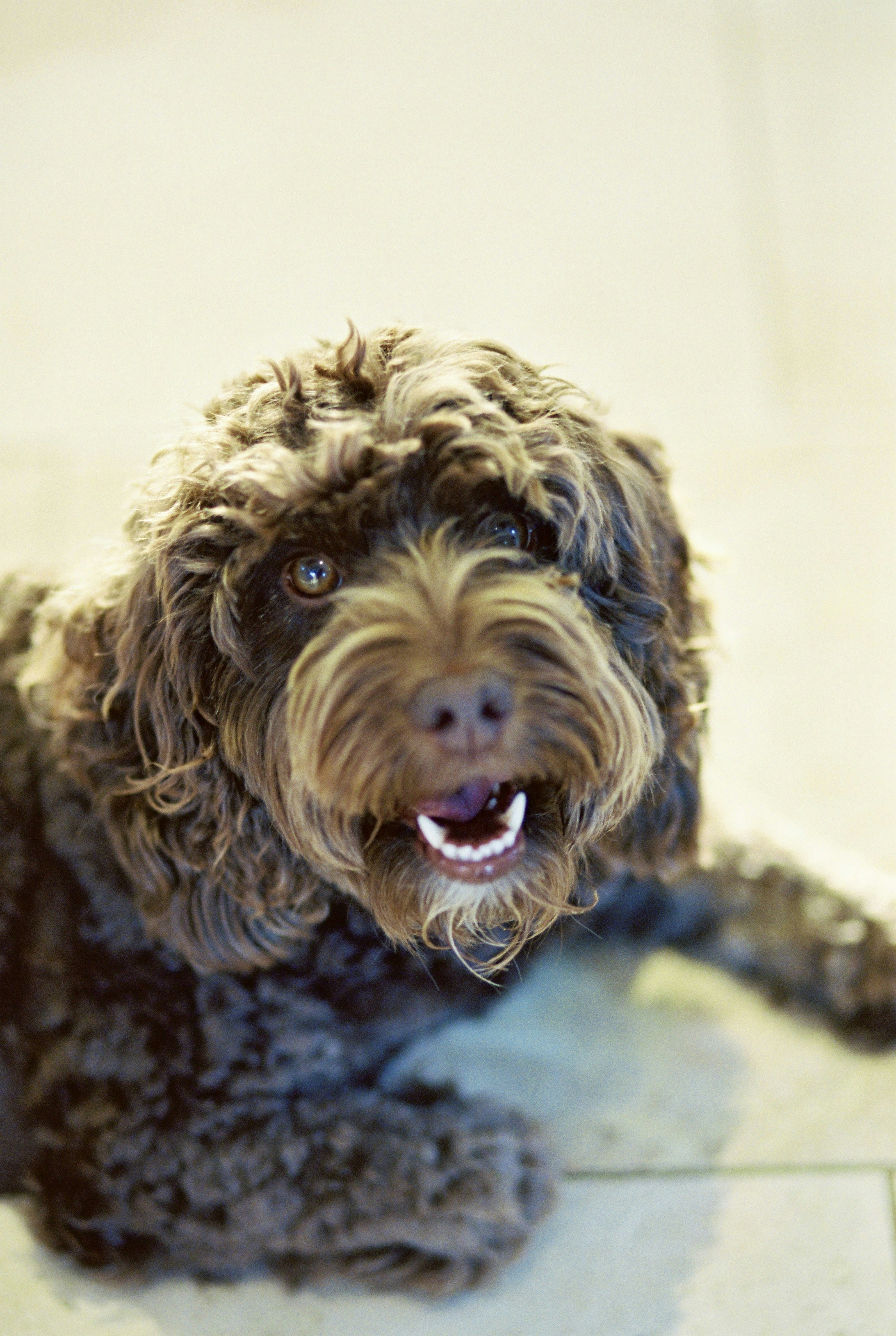 Curious Smile: A Friendly Pup Stares into the Lens
