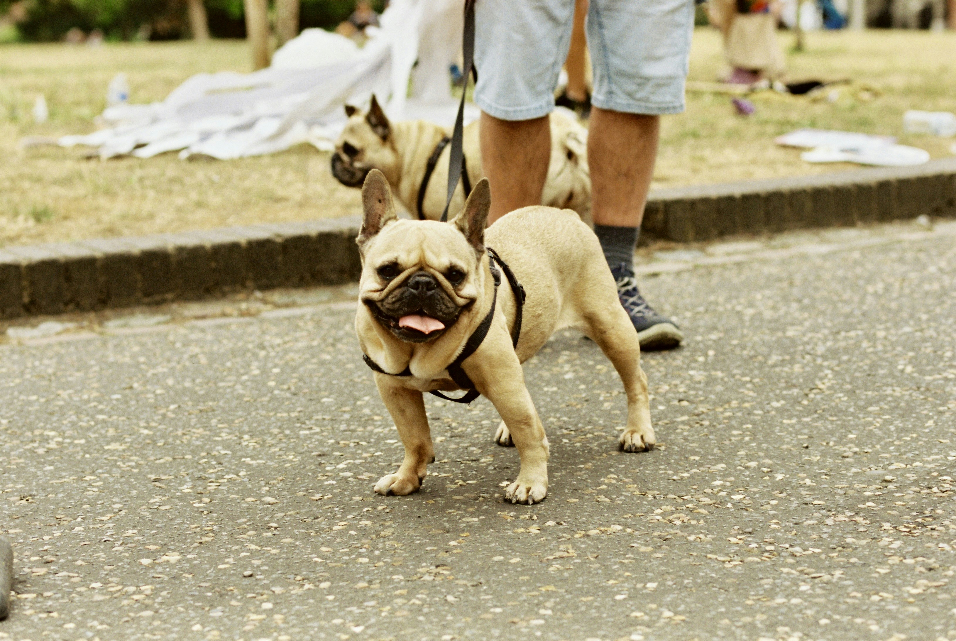 Ground-Level Perk: A Playful Bulldog Amid Park Ambience