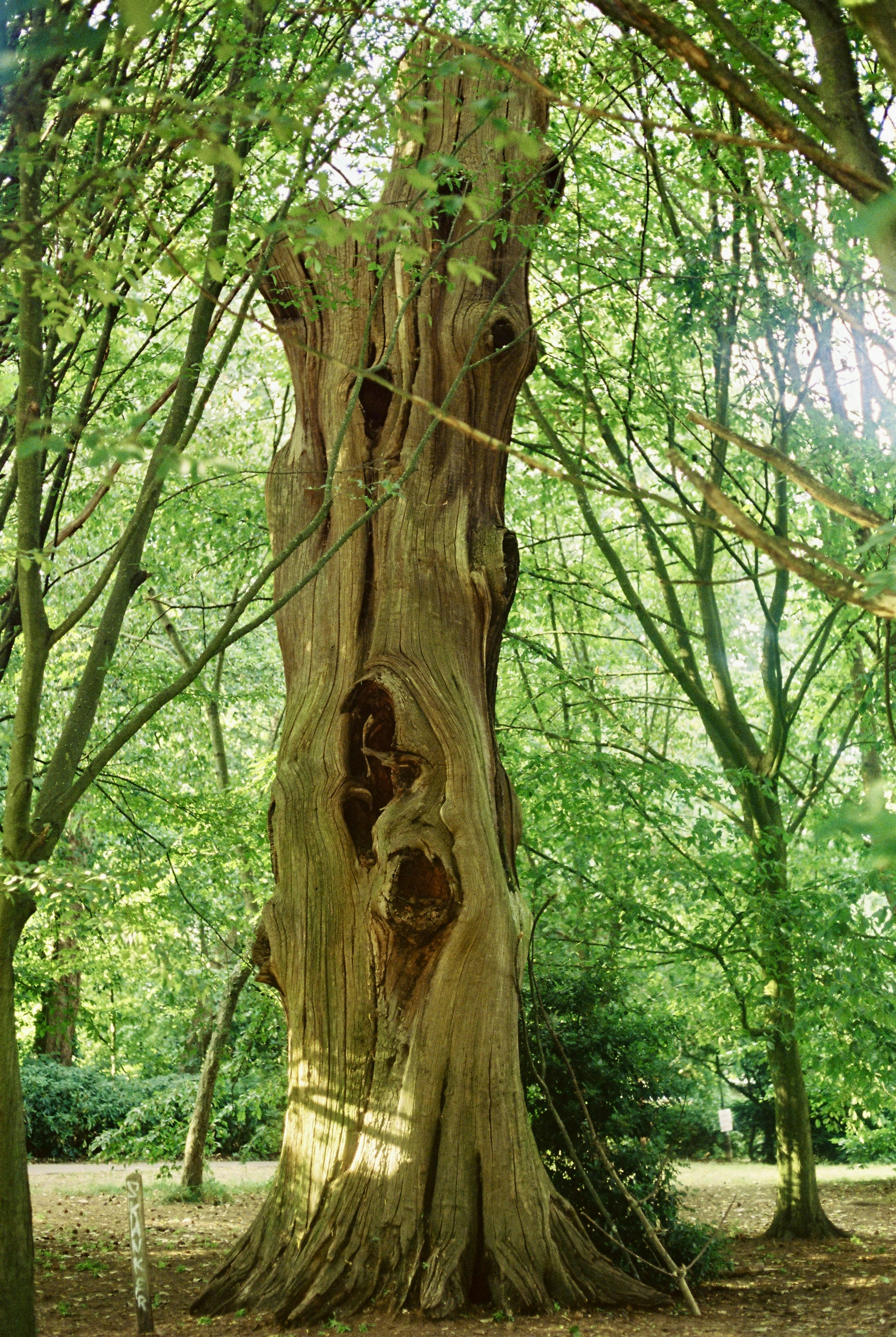 Ancient Trunk in the Sunlit Green Cathedral