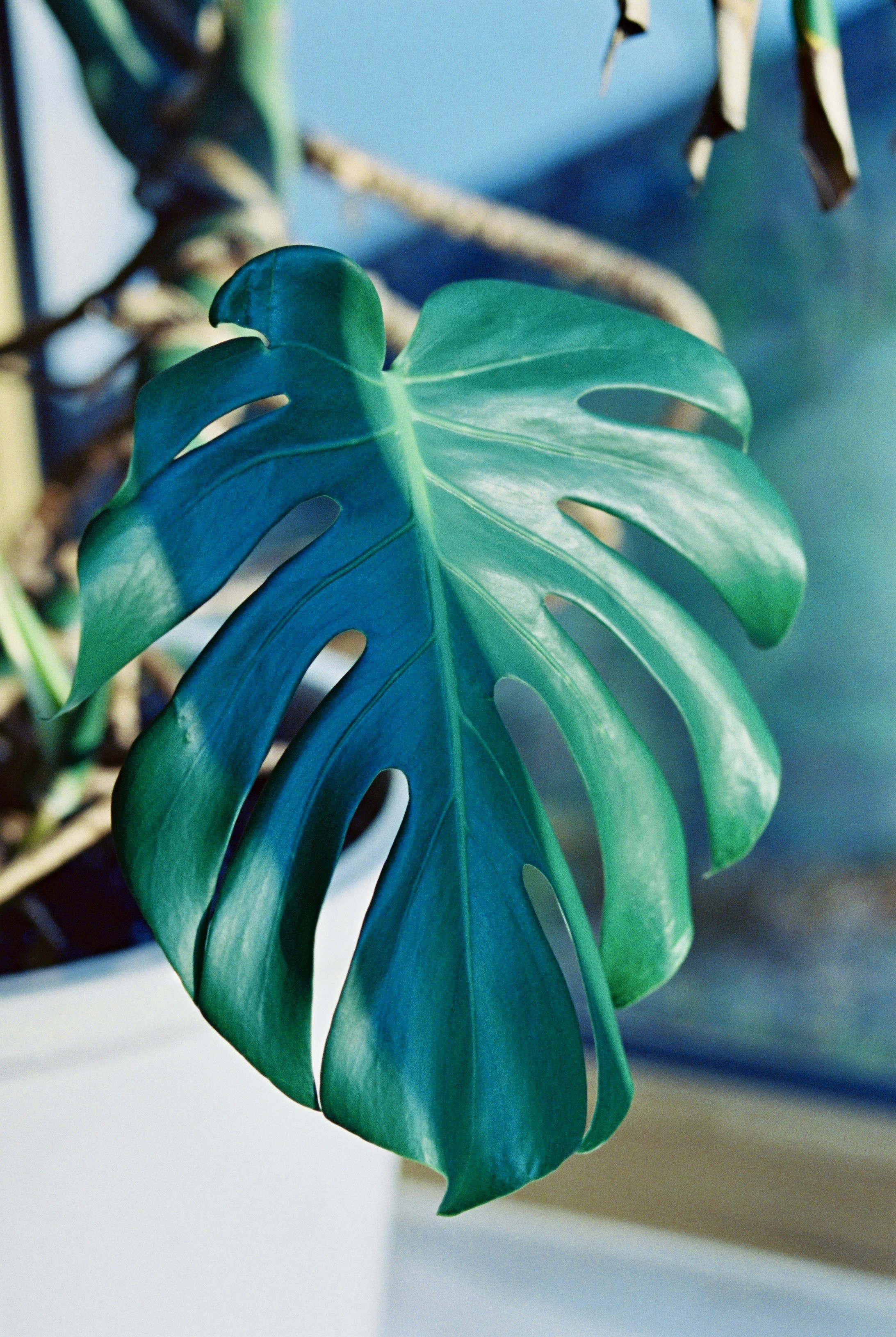 Monstera Leaf in Soft Indoor Light