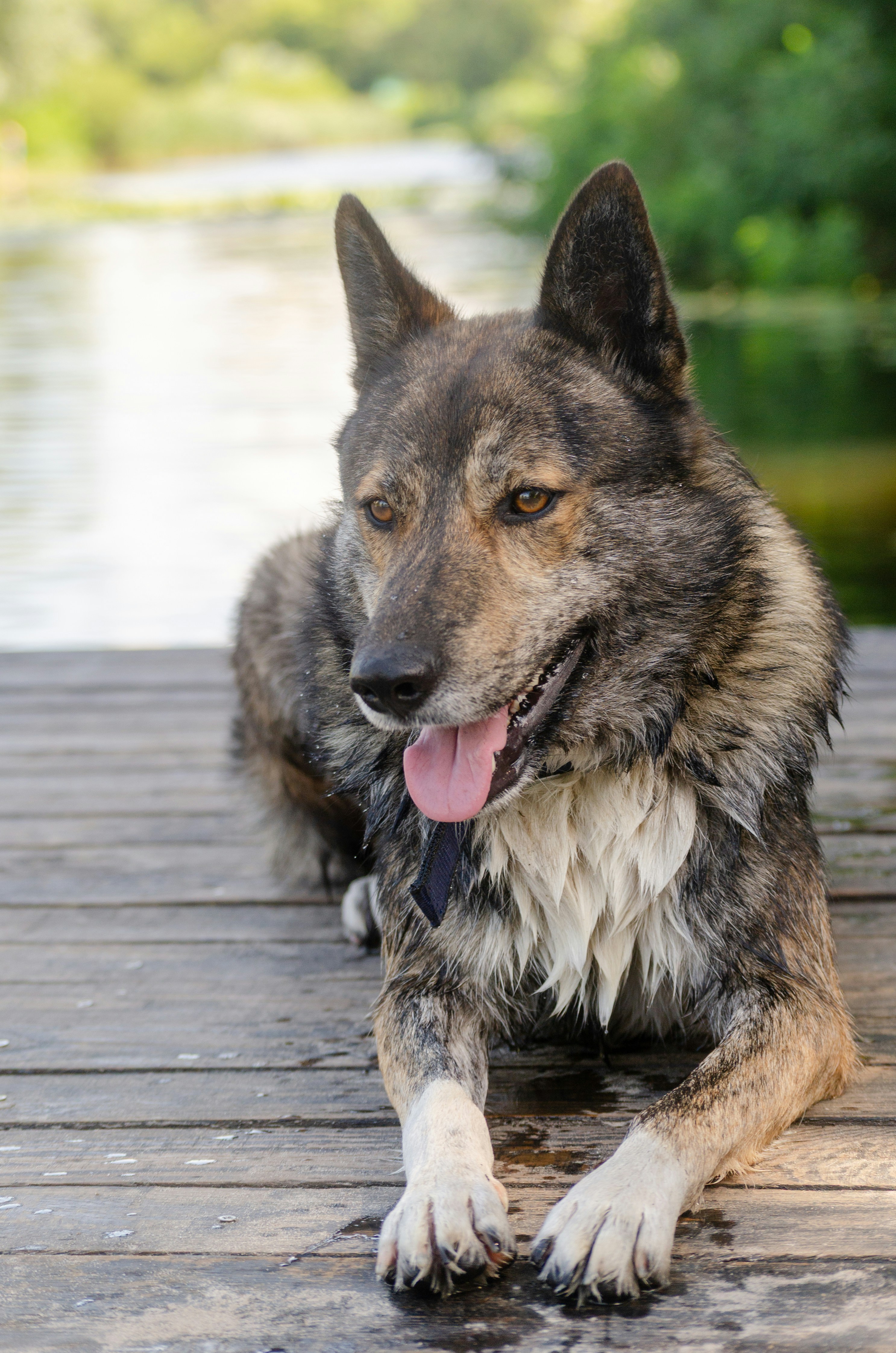 Relaxed Coastal Canine: A Hushed Moment on the Wooden Dock