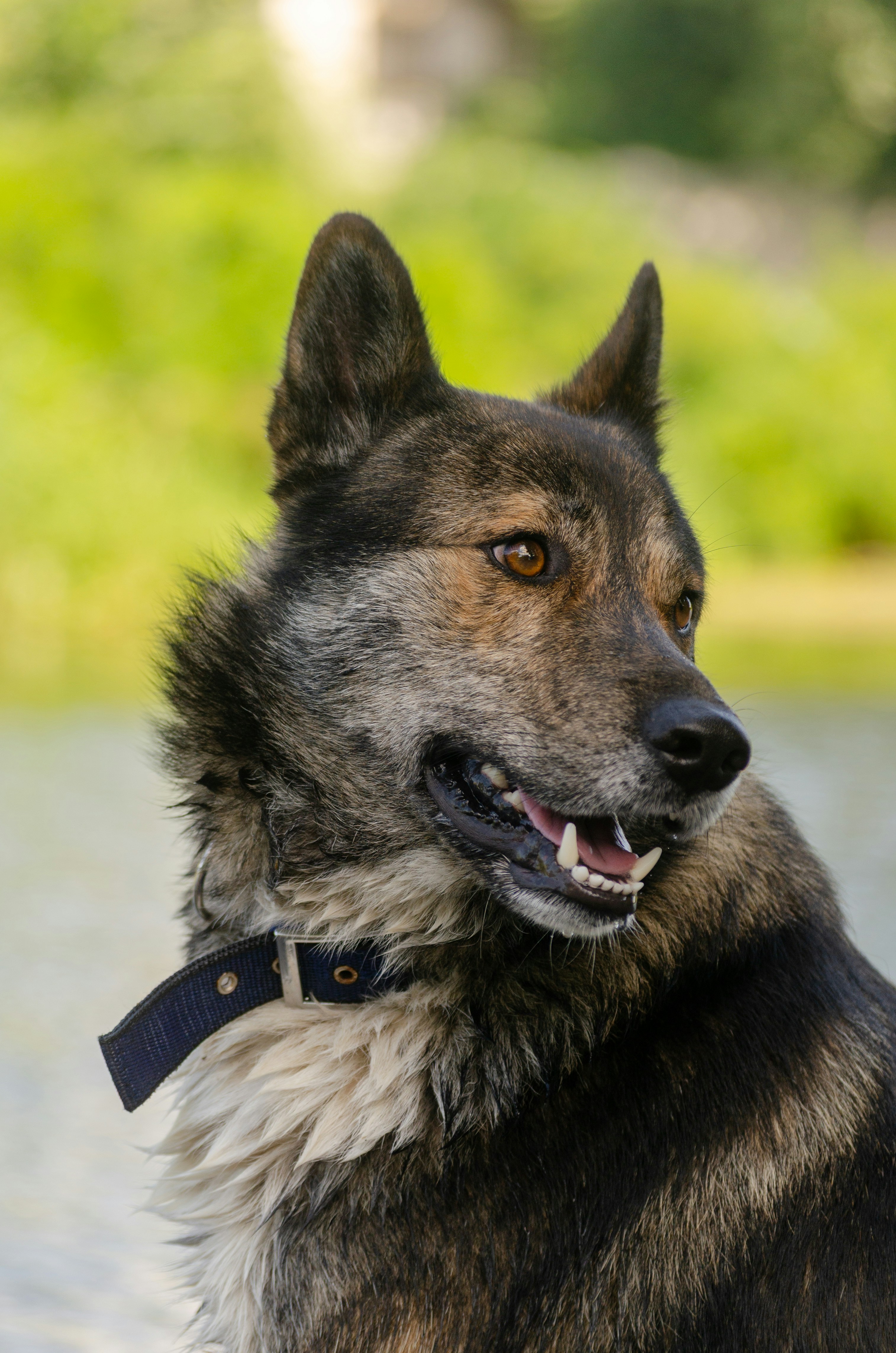 Portrait of a Watchful Wolfdog by the Water