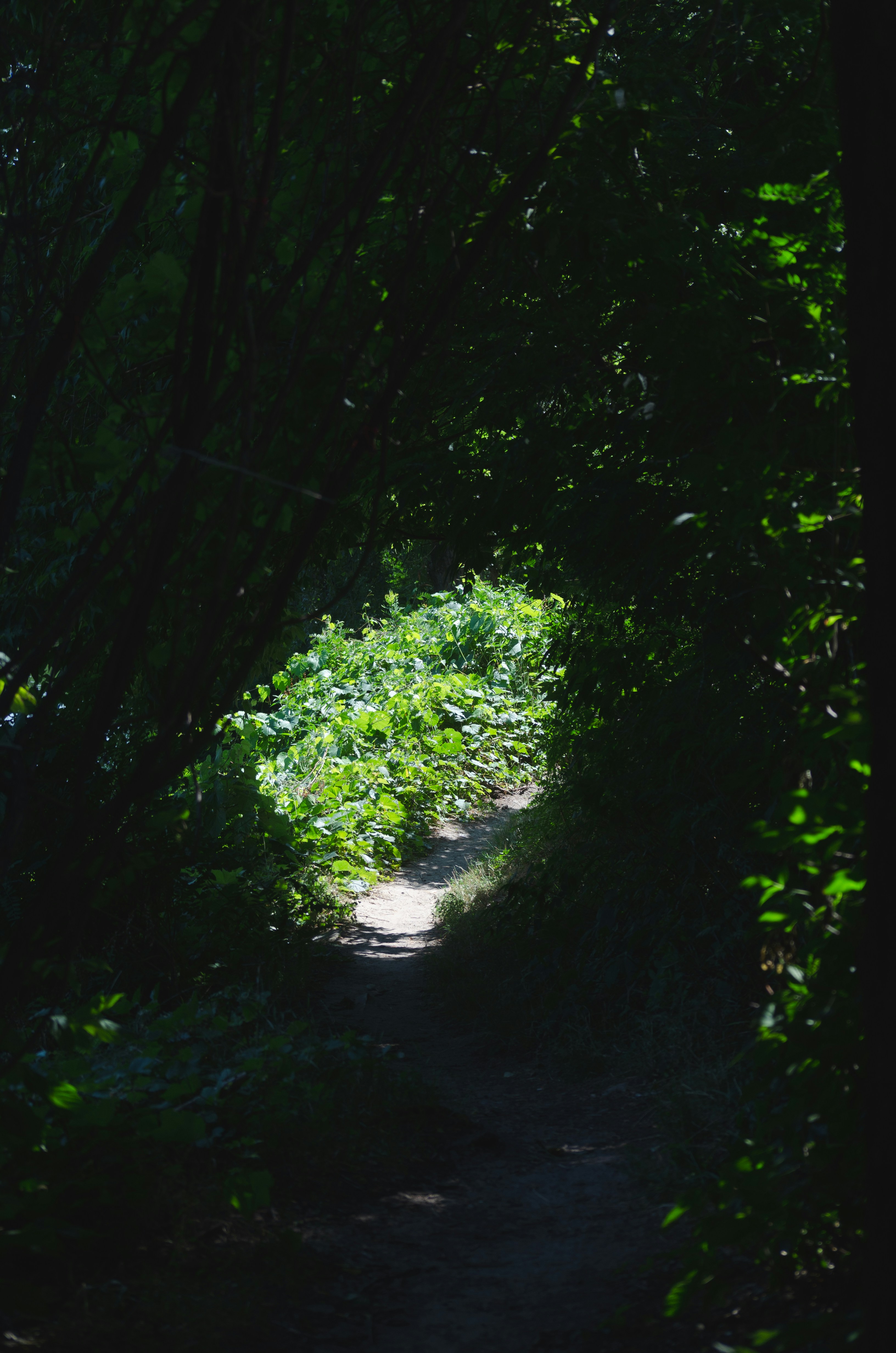 Sunlit opening in a dense, shadowy path framed by lush foliage. A narrow trail leads toward a bright, leafy corridor, suggesting a secluded walk through nature.