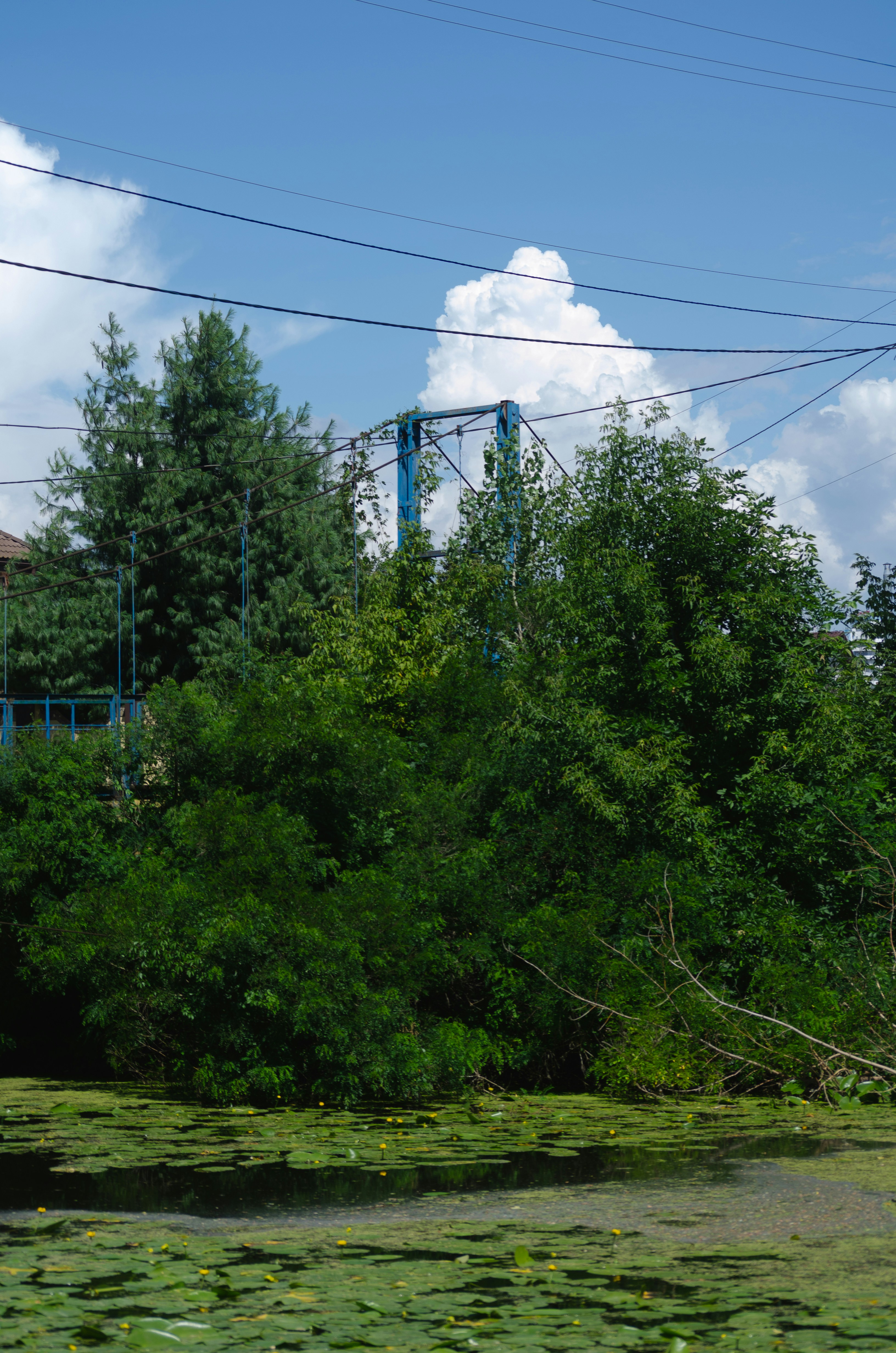 Overhead Wires and Green Canopy Overlake