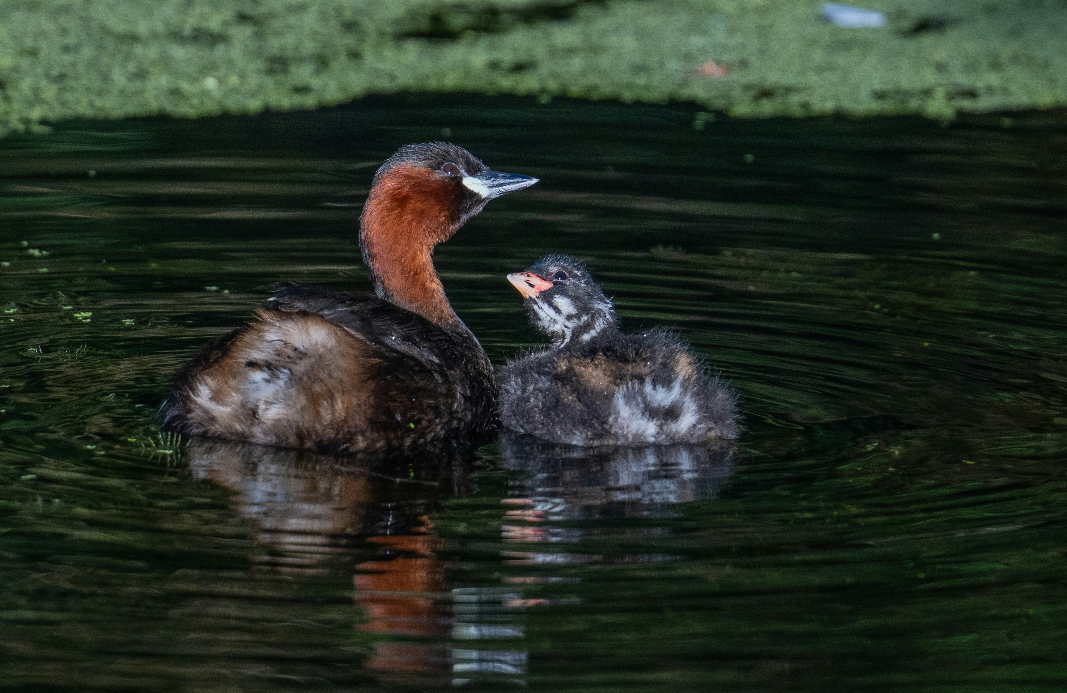 Parent and Chick Share a Quiet Moment on a Luminous Pond
