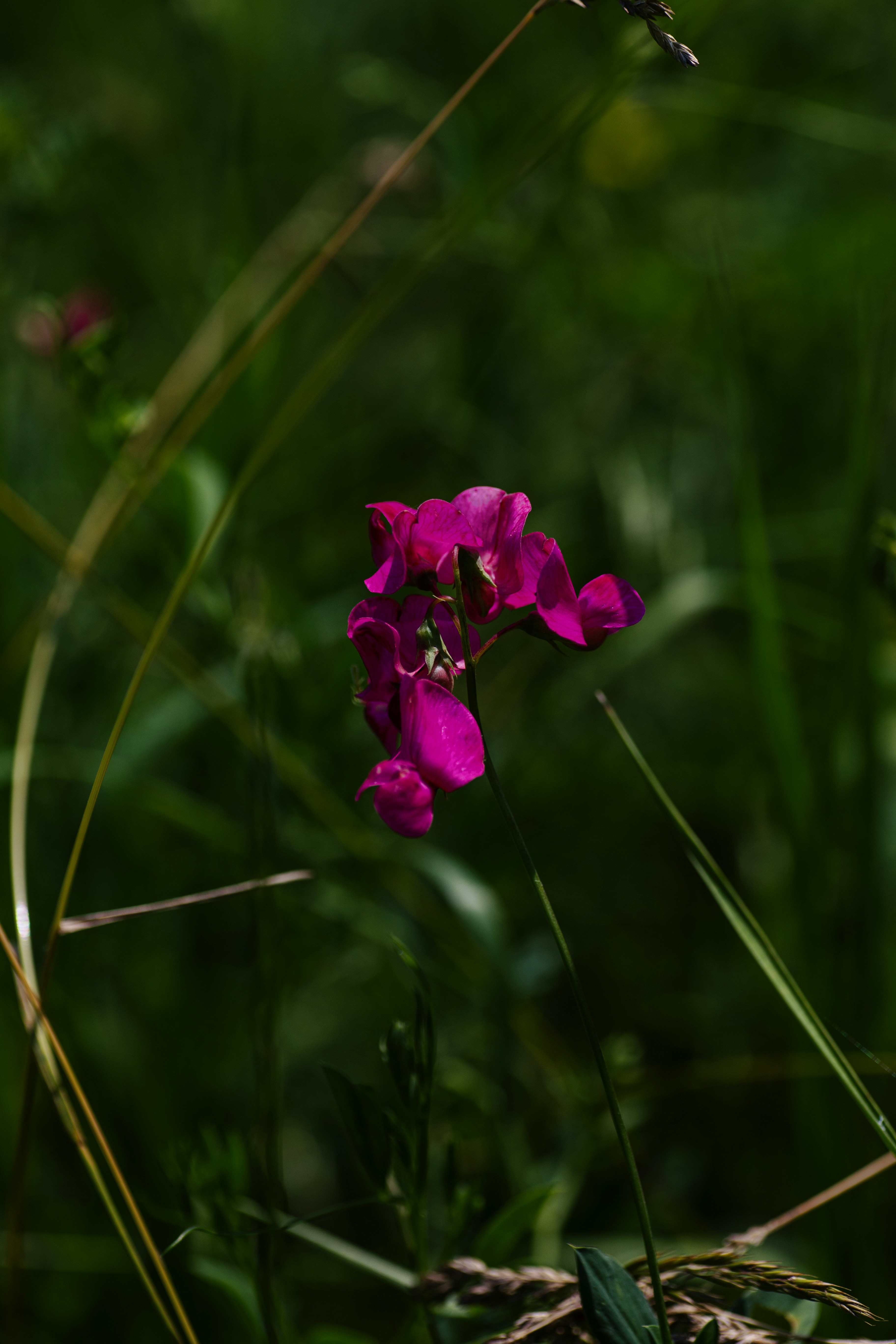 A magenta flowering stem rises from blurred grasses in a sunlit meadow, drawing attention to a solitary bloom with vibrant color.