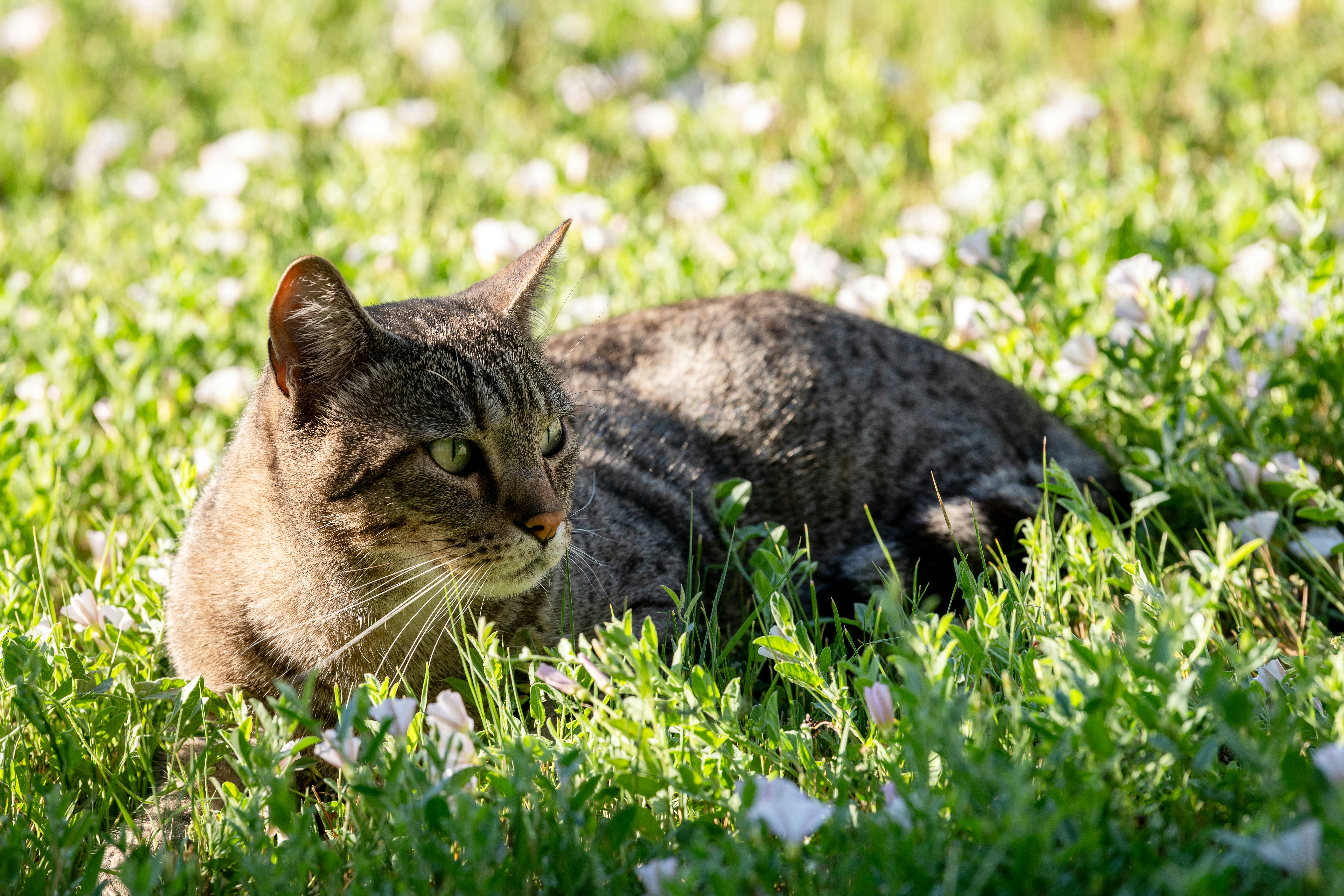 Sunlit Ember: A Cat Nestled in Meadow Green