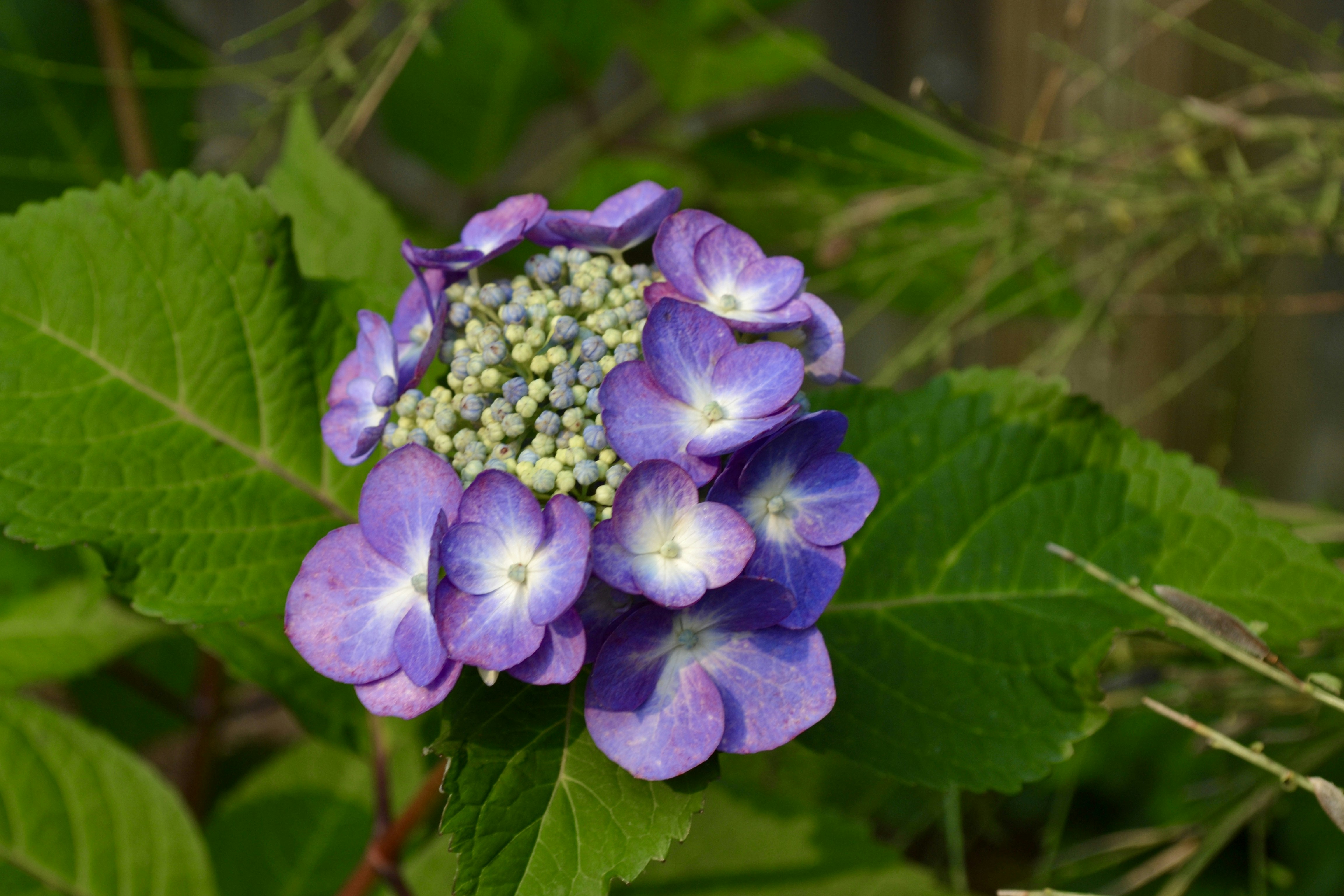 Purple Hydrangea Bloom Nestled in Green Foliage