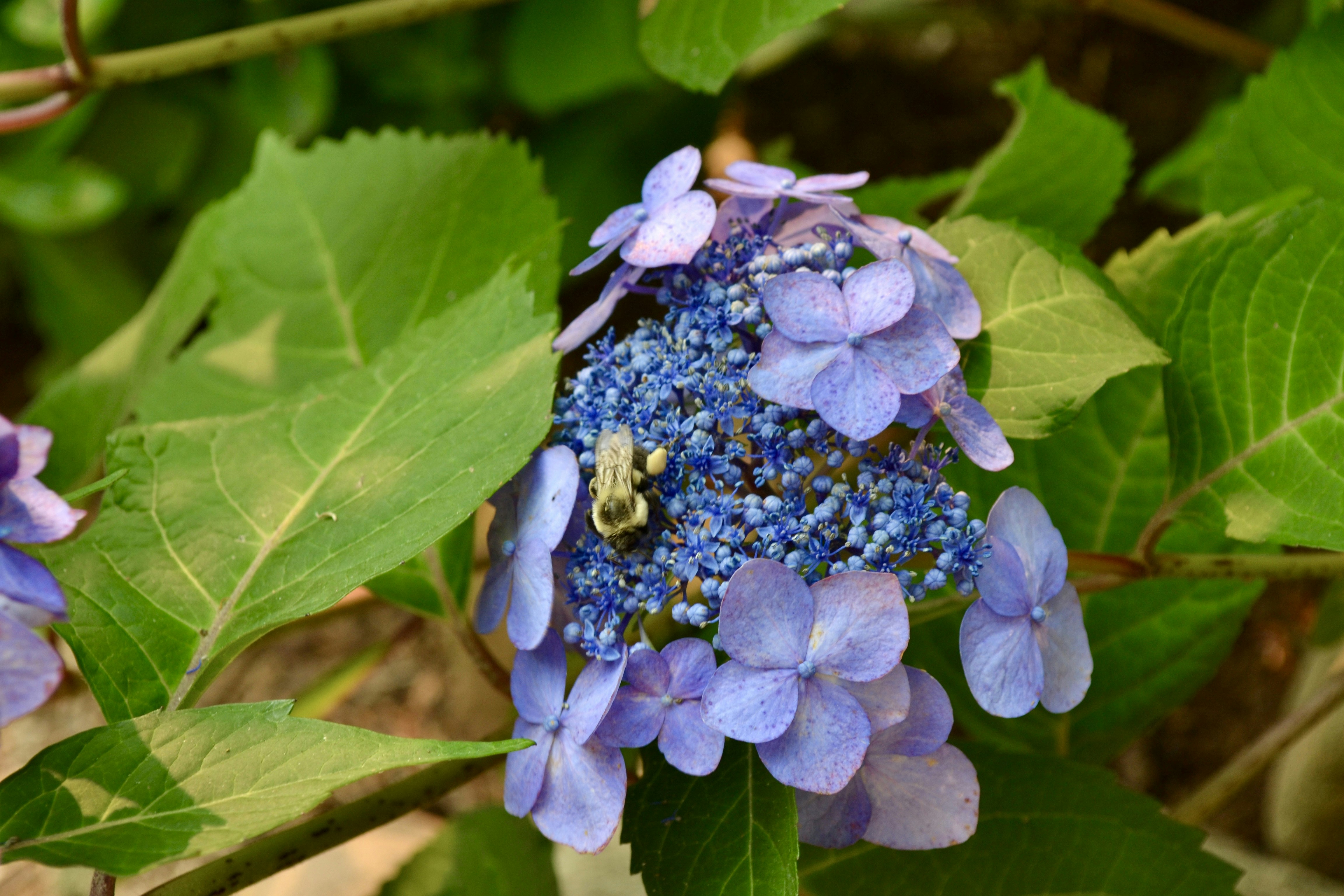 Blue Hydrangea Bloom with Honeybee