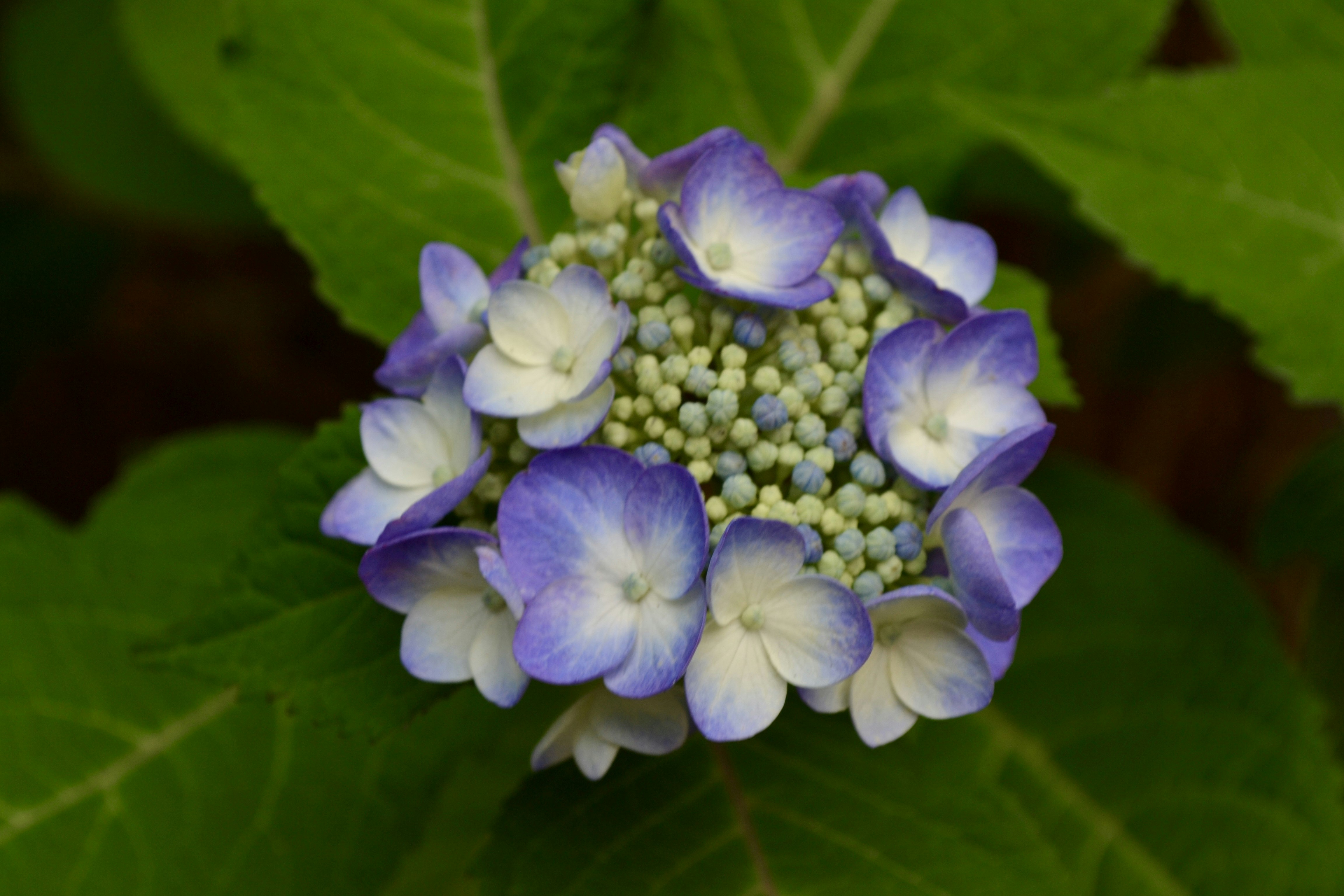 Pastel Hydrangea Crown: Close-Up of Blue-Purple Bouquets
