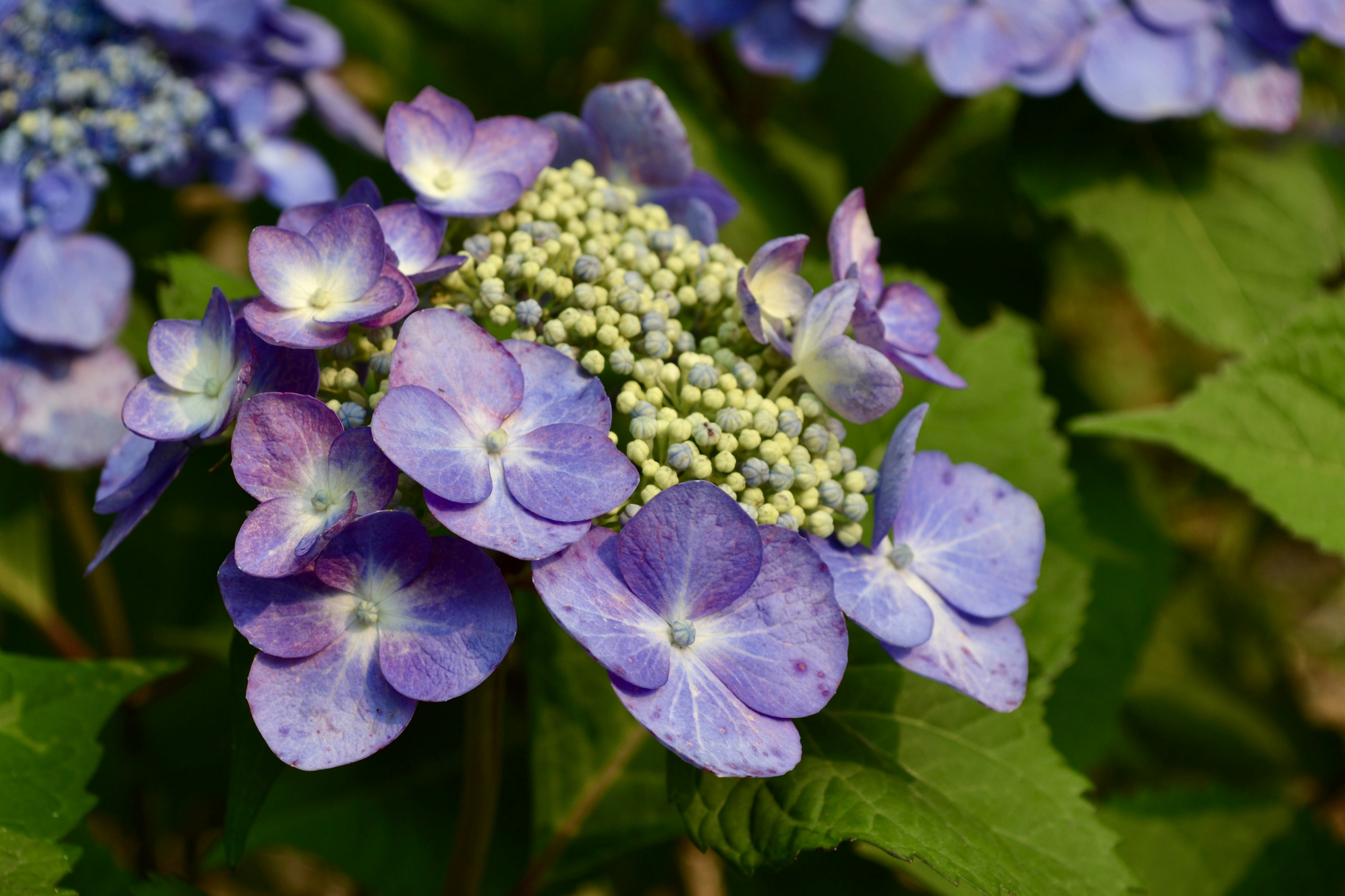 Purple hydrangea crown: clusters of lilac florets framed by green leaves
