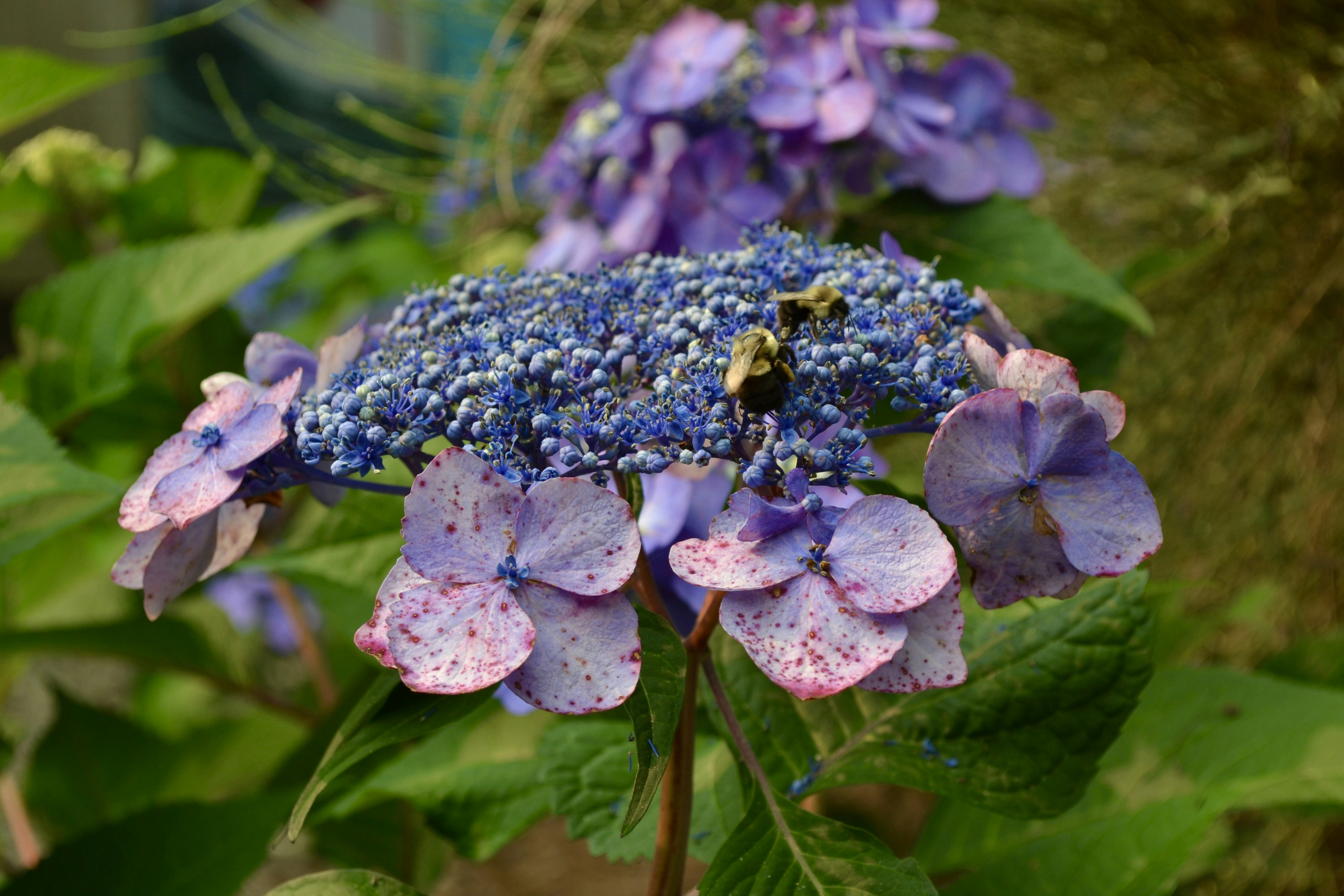 Royal Lace: A Bee on the Blue-Eyed Hydrangea Crown