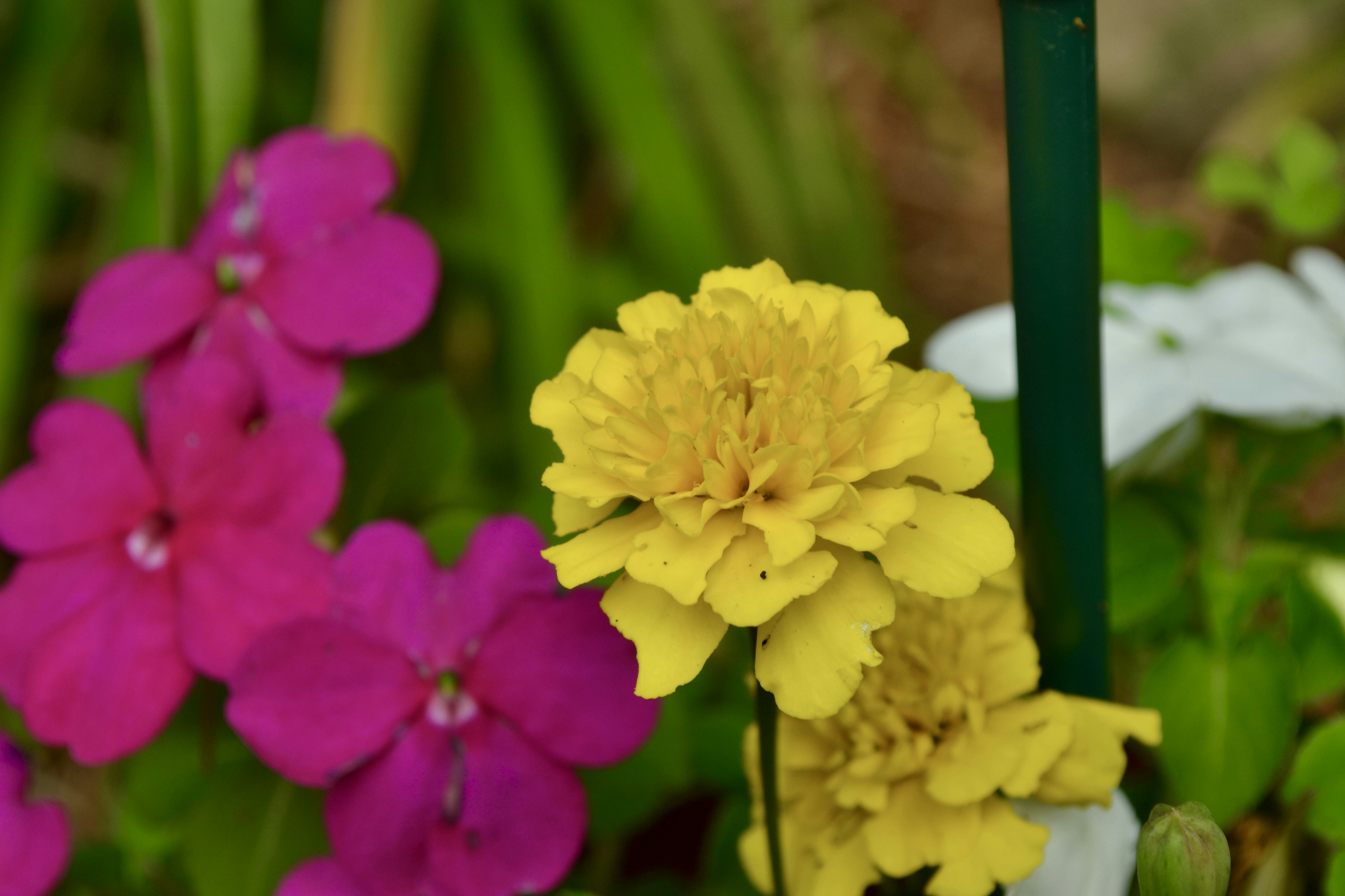 Golden Marigold Amid Magenta Petals