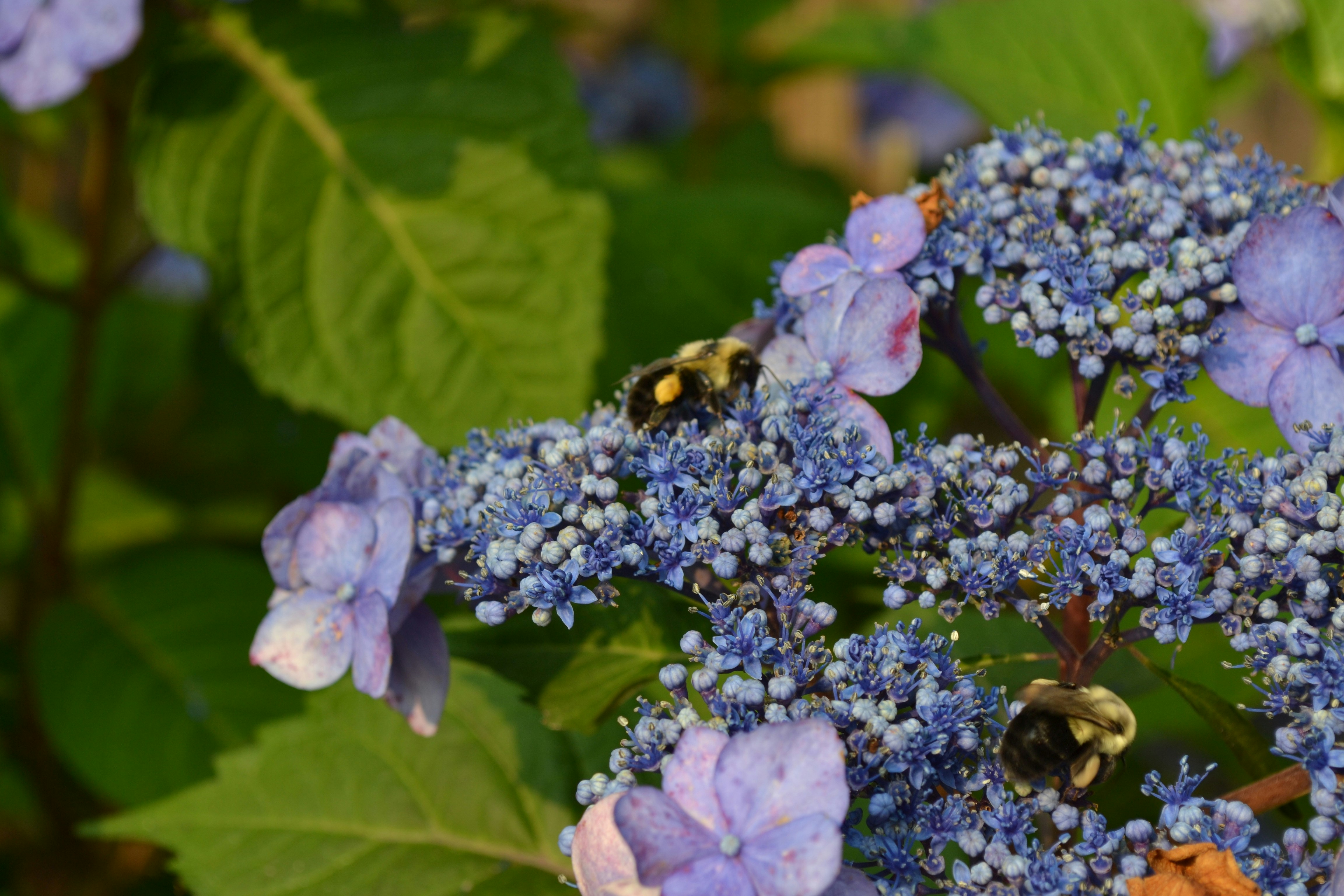 Honeybee Rendezvous on Violet Lace: A Floral Close-Up