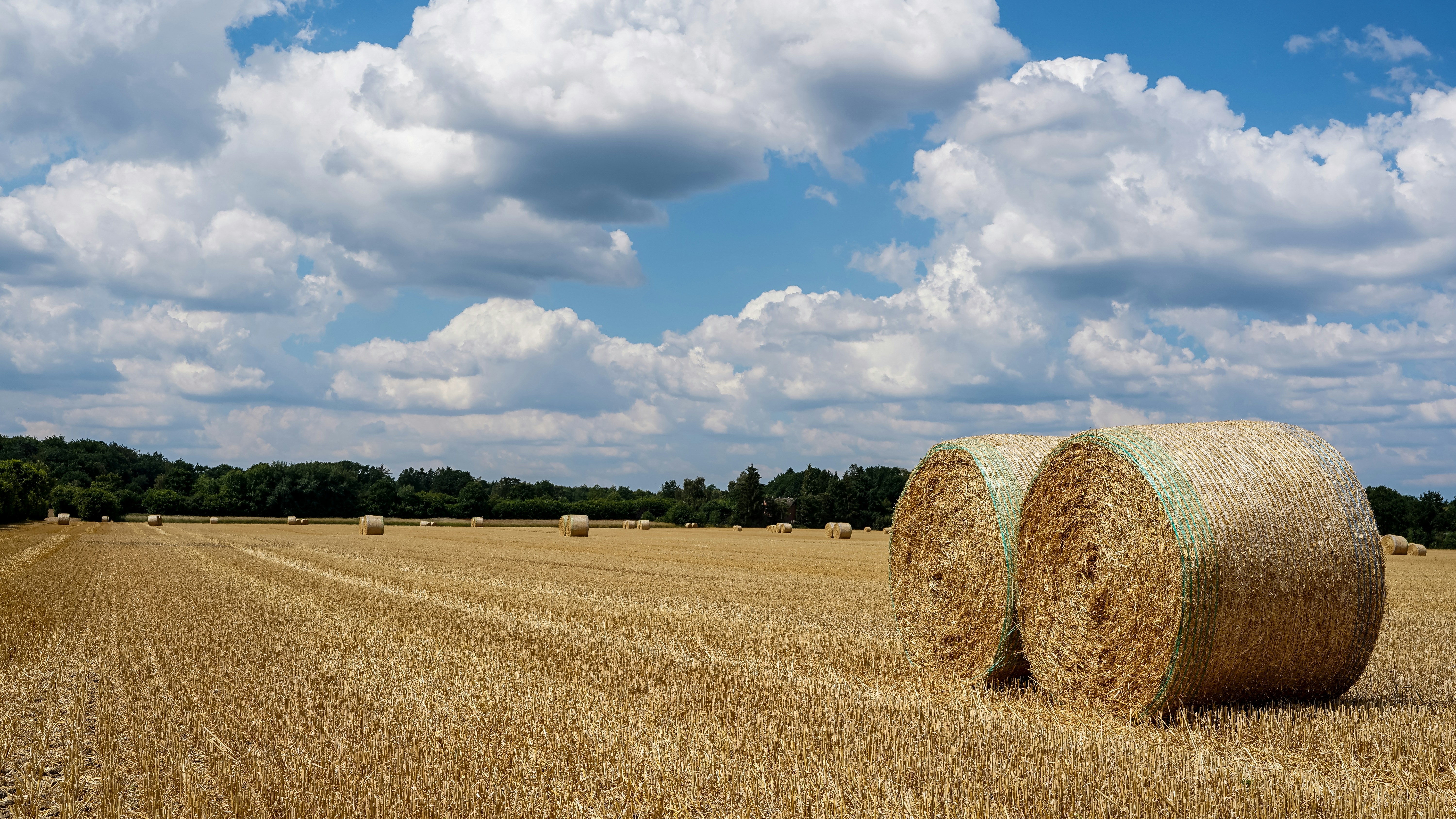 Golden Cylinders in a Quiet Harvest Field