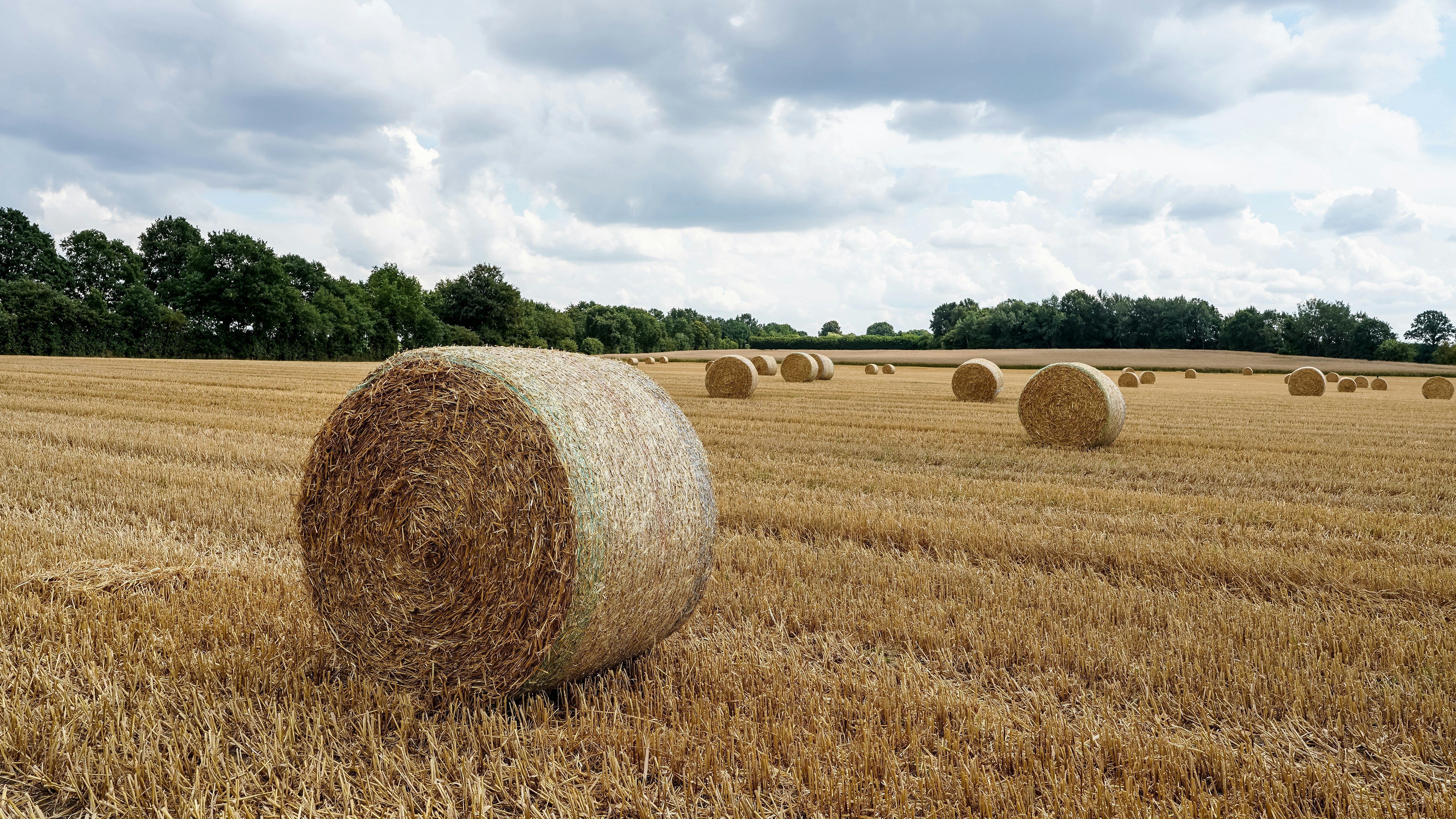Golden Cylinders in a Quiet Harvest Field