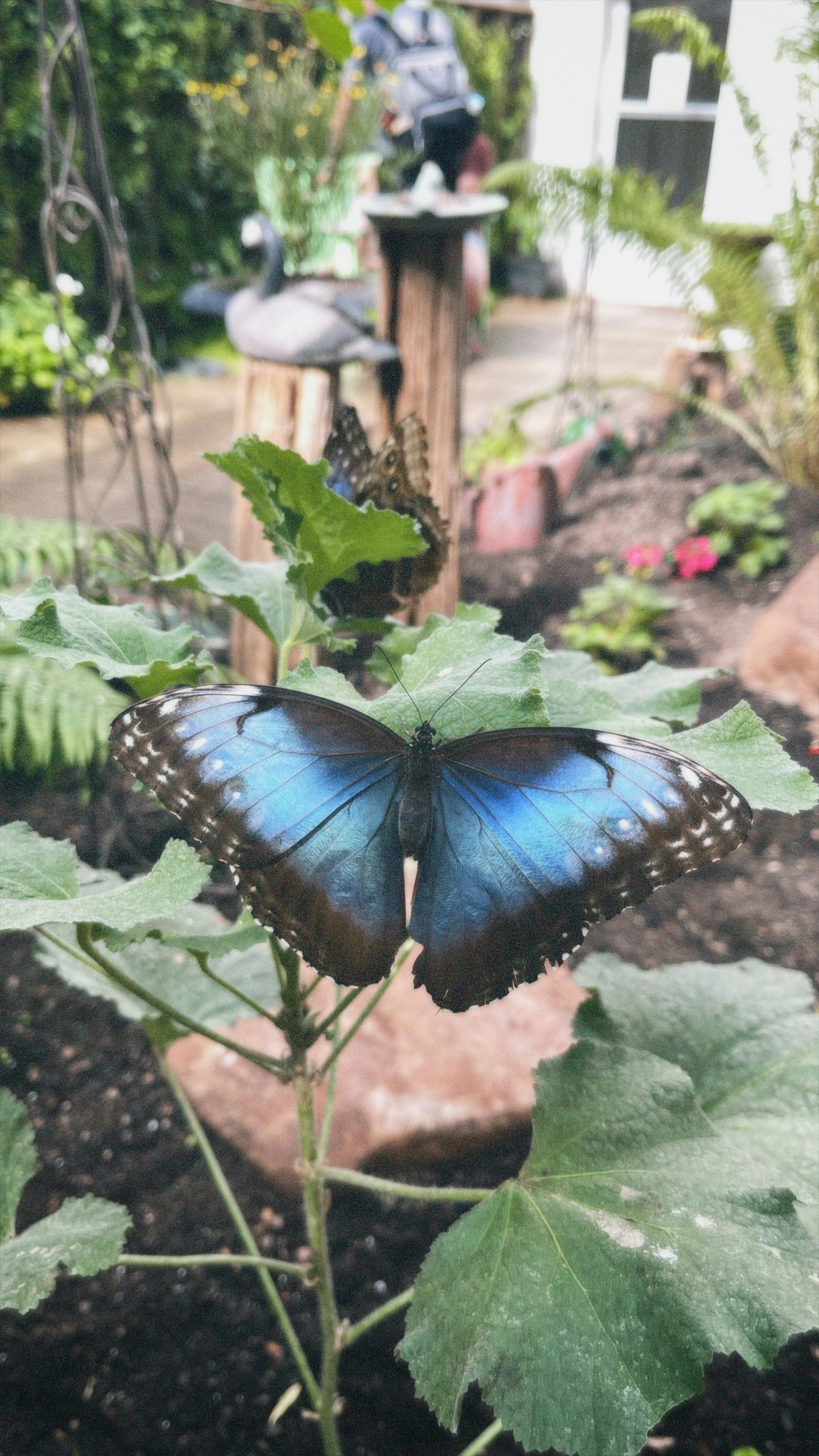 Azure Butterfly on a Garden Stage