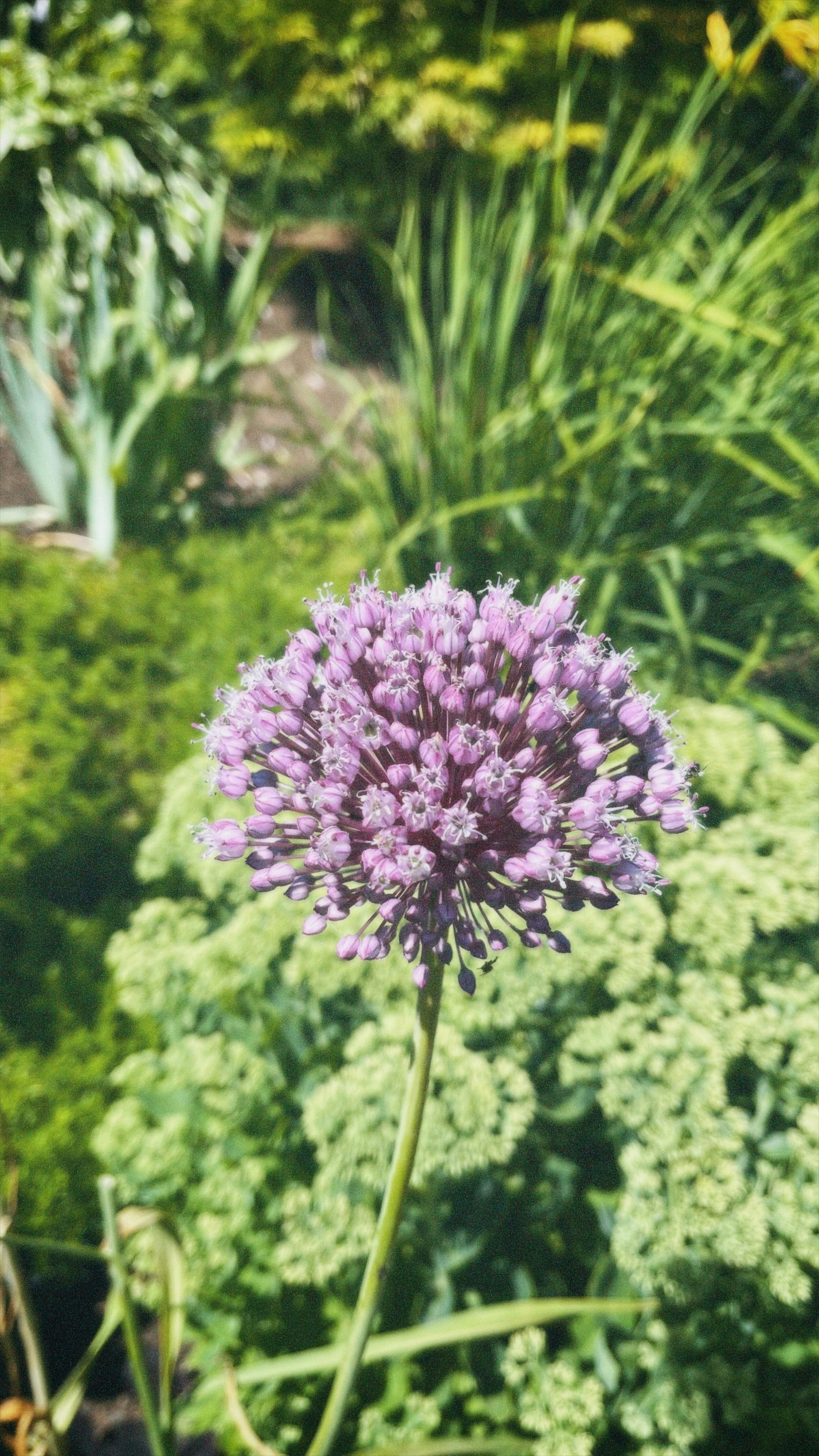 Purple Allium Standout in a Lush Garden