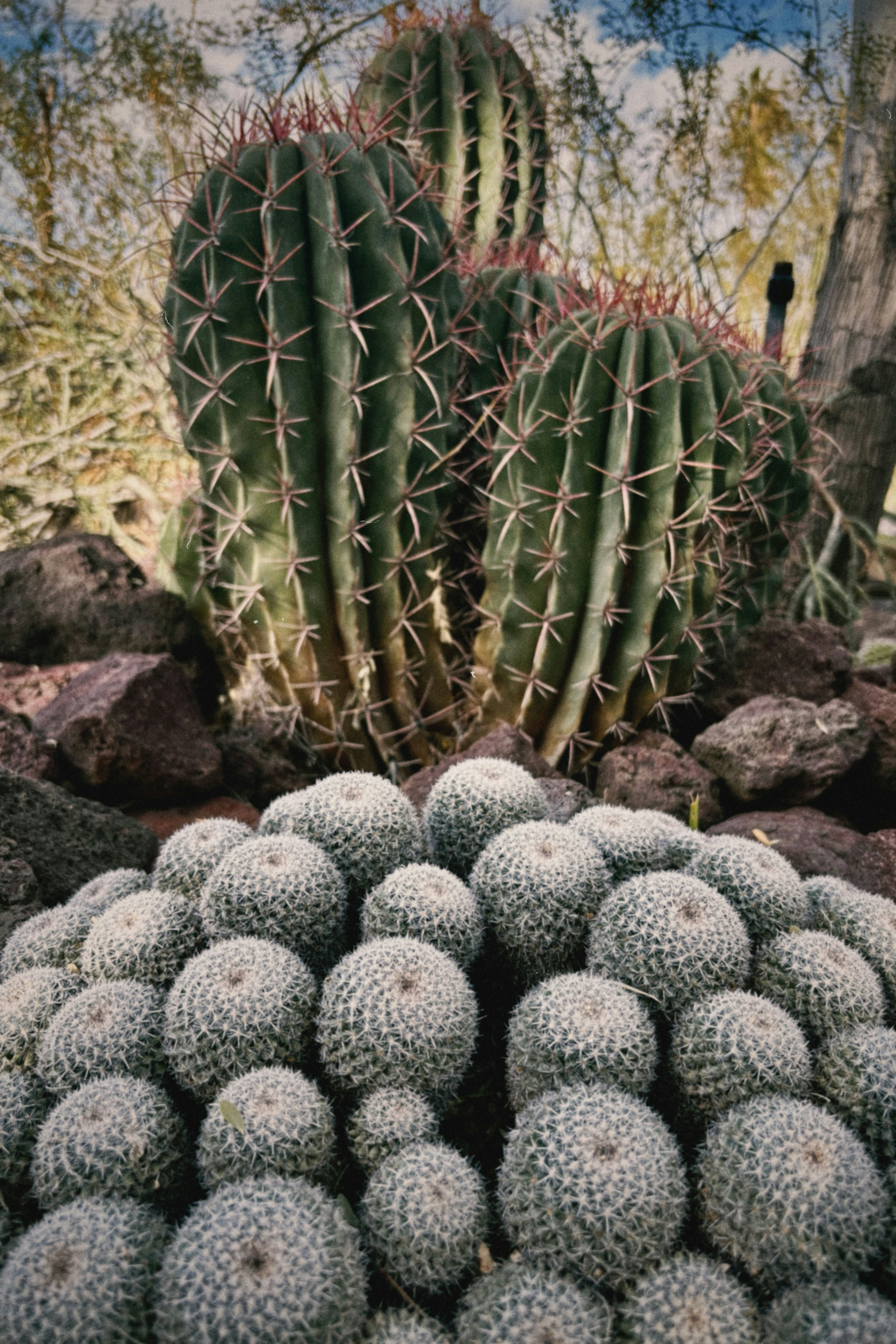 Crowned in Cacti: A Plethora of Round Cushions Under Desert Light