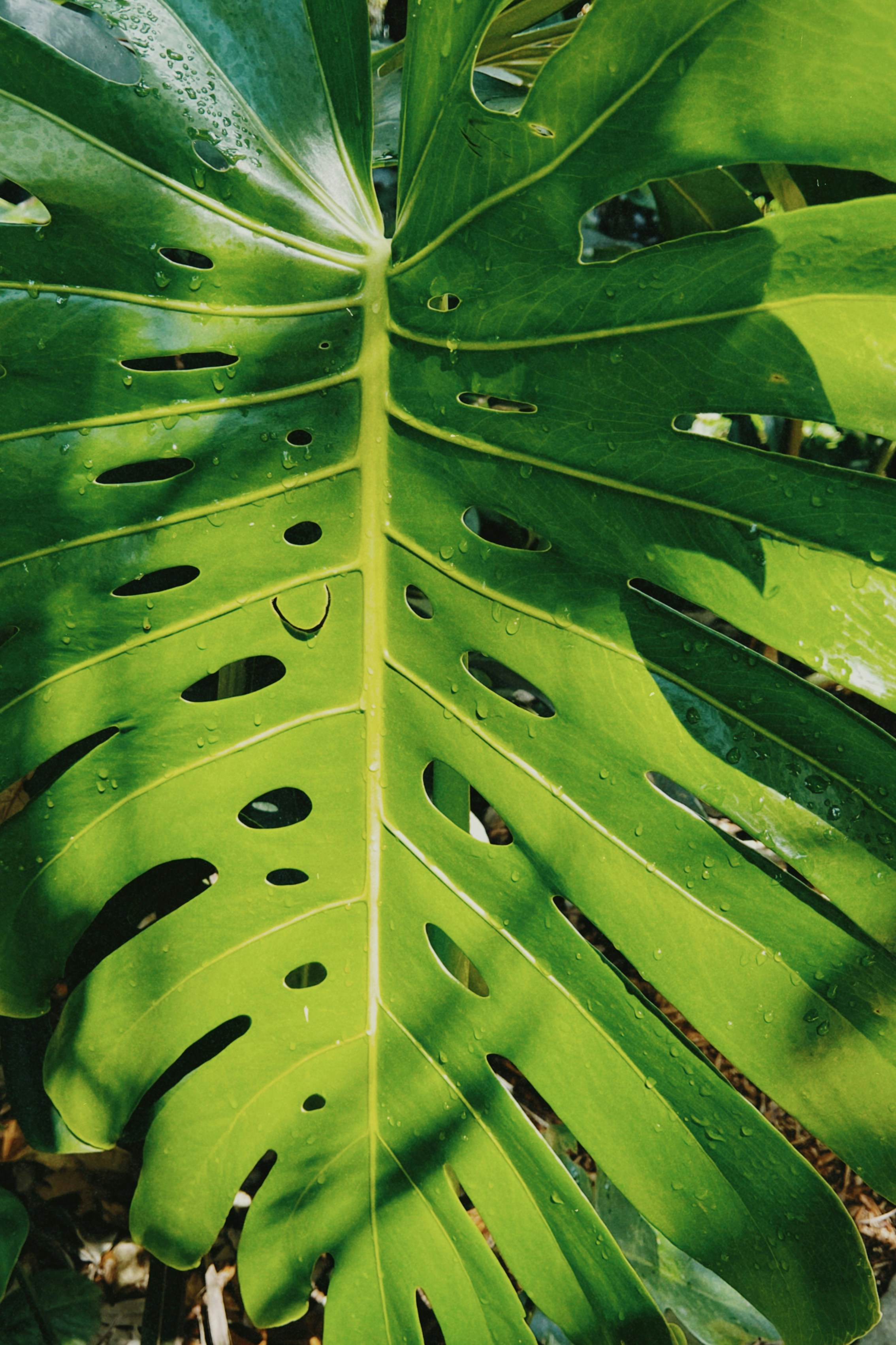 Midrib Marvel: A Single Monstera Leaf Dominates the Frame