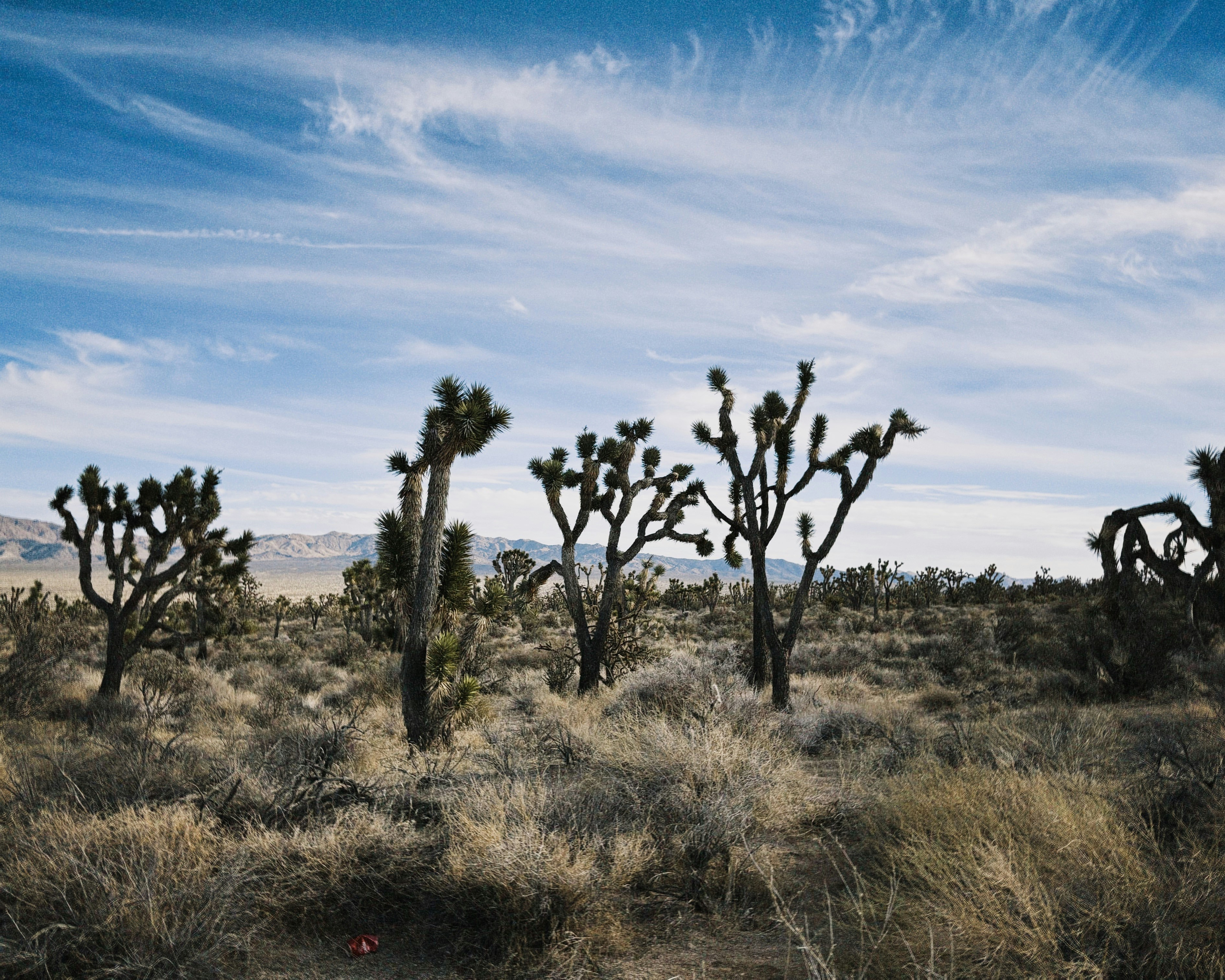 Desert landscape with Joshua trees and dry brush under a bright blue sky with wispy clouds. The scene emphasizes open space and rugged vegetation.