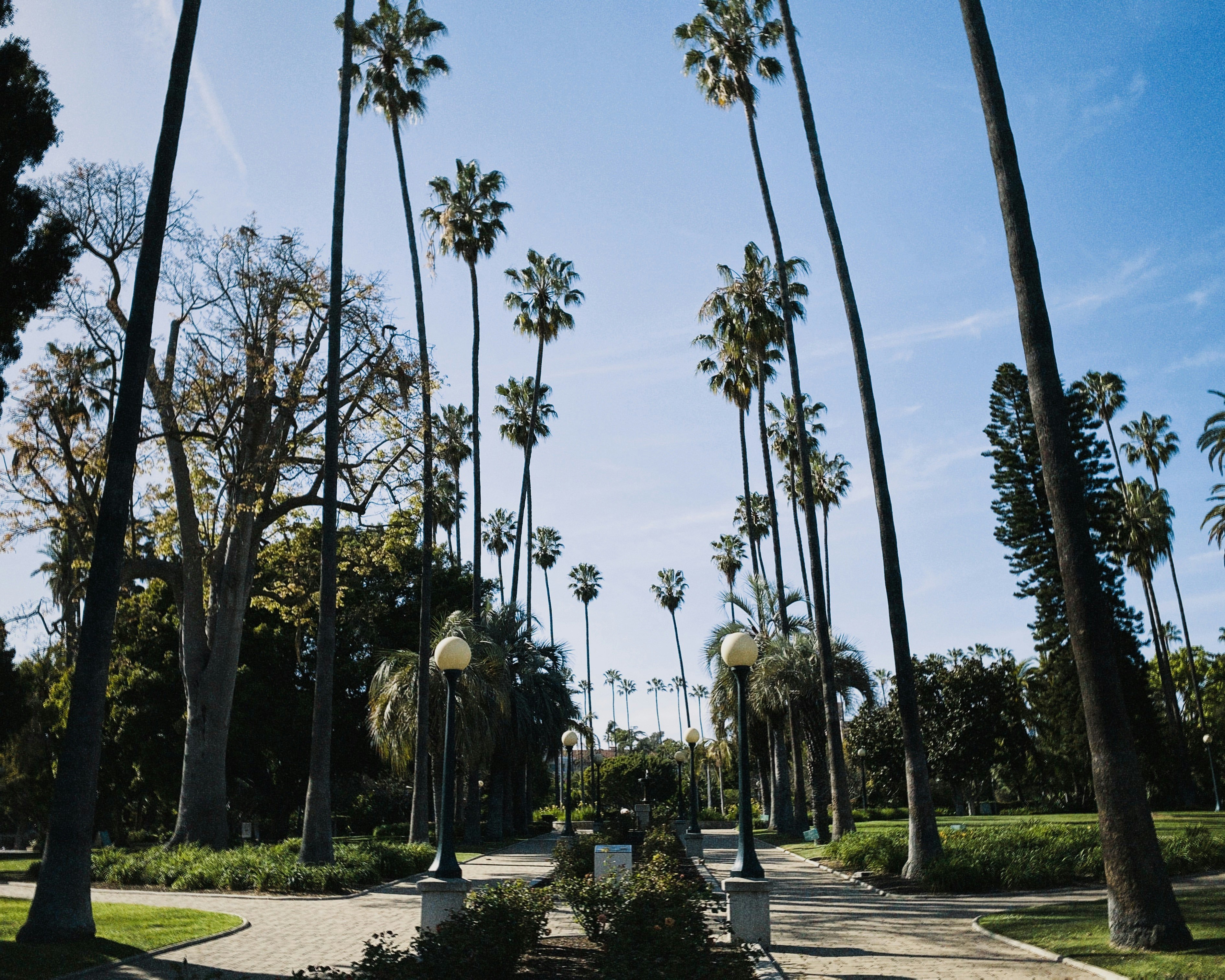 Palm Corridor in Sunny Park