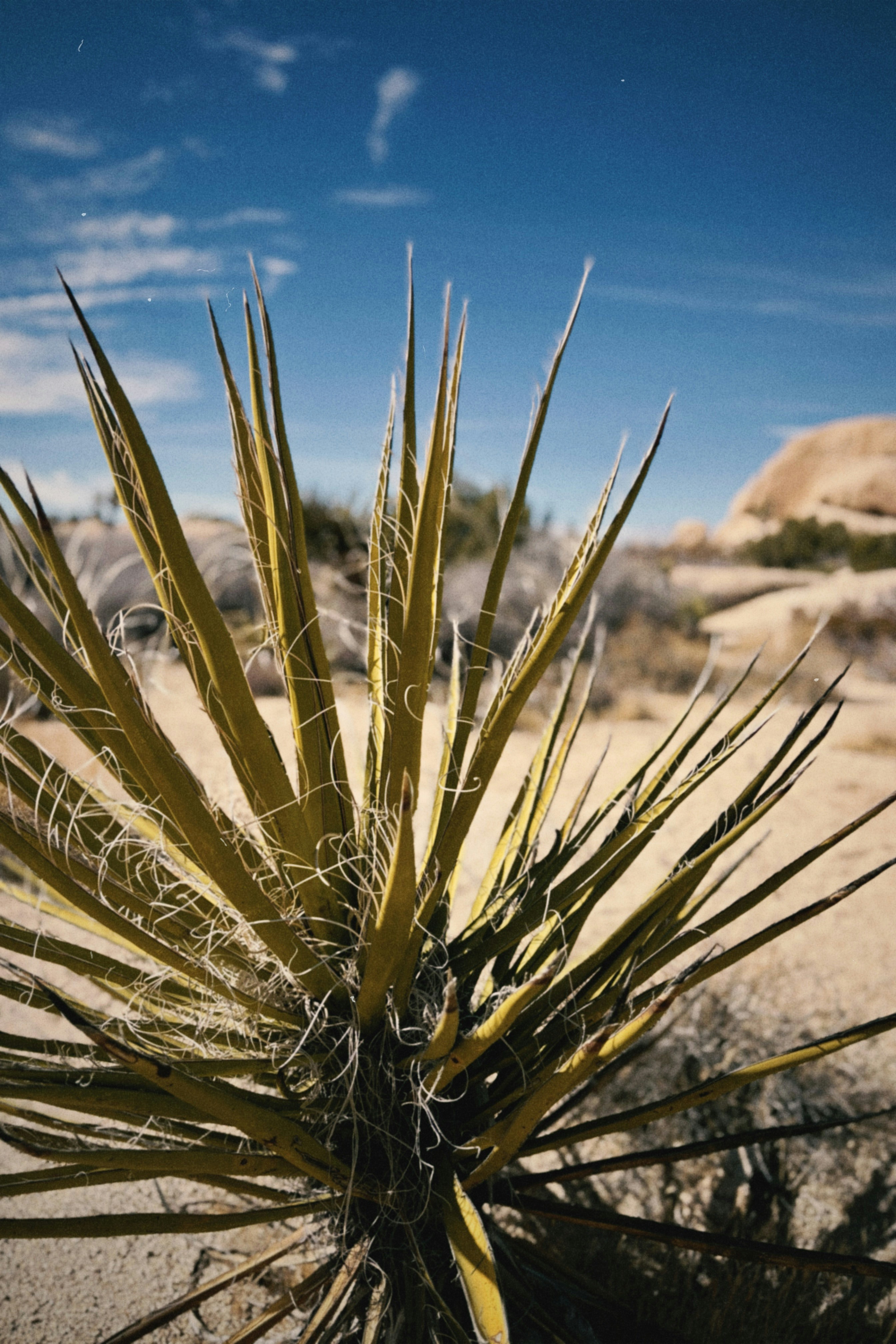 Desert yucca plant dominates the frame with a blue sky and rocky landscape in the distance. A sharp, sunlit close-up focuses on the plant’s spiky leaves and textured fibers, emphasizing arid surroundings.