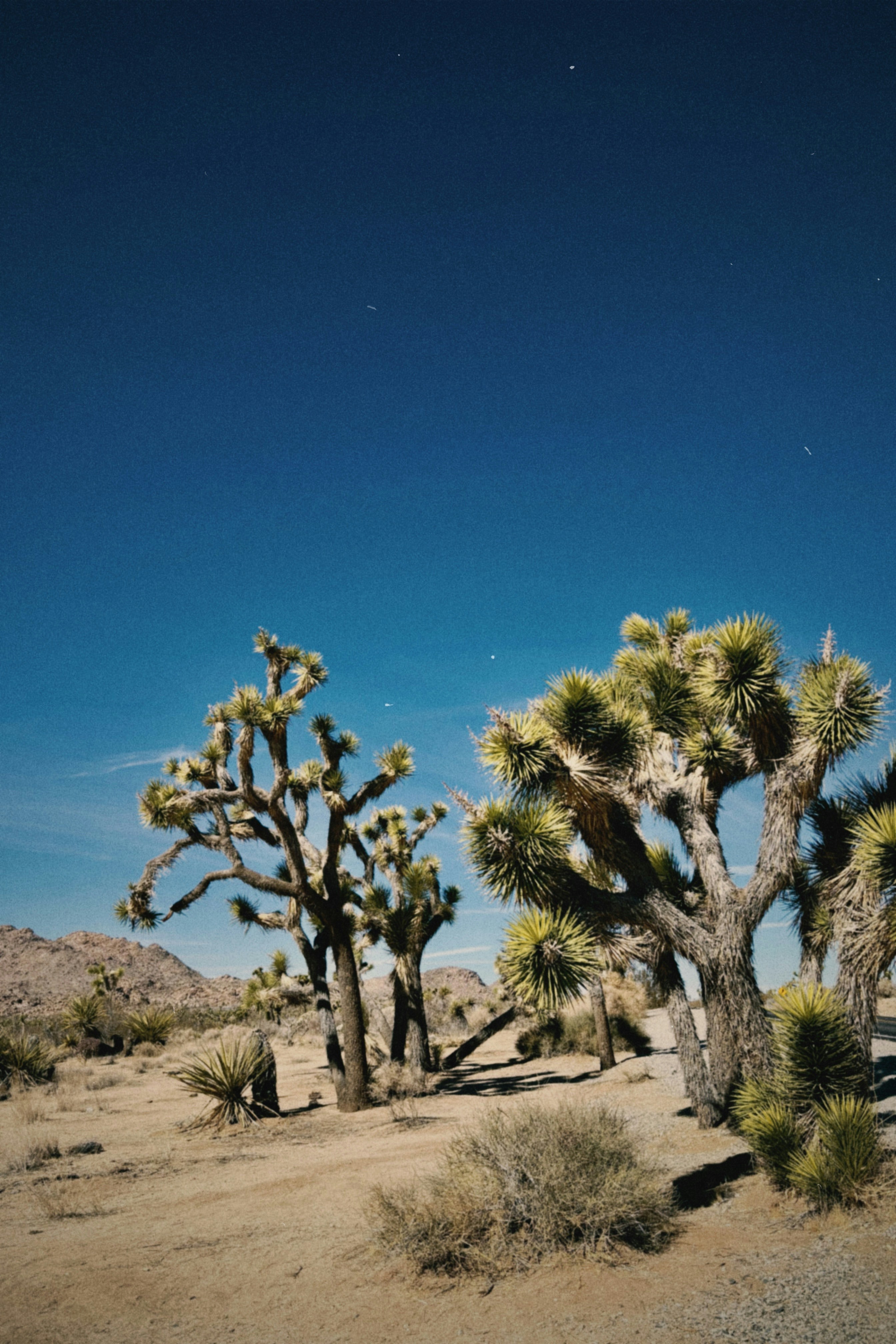 Desert Yucca Choir at Dusk