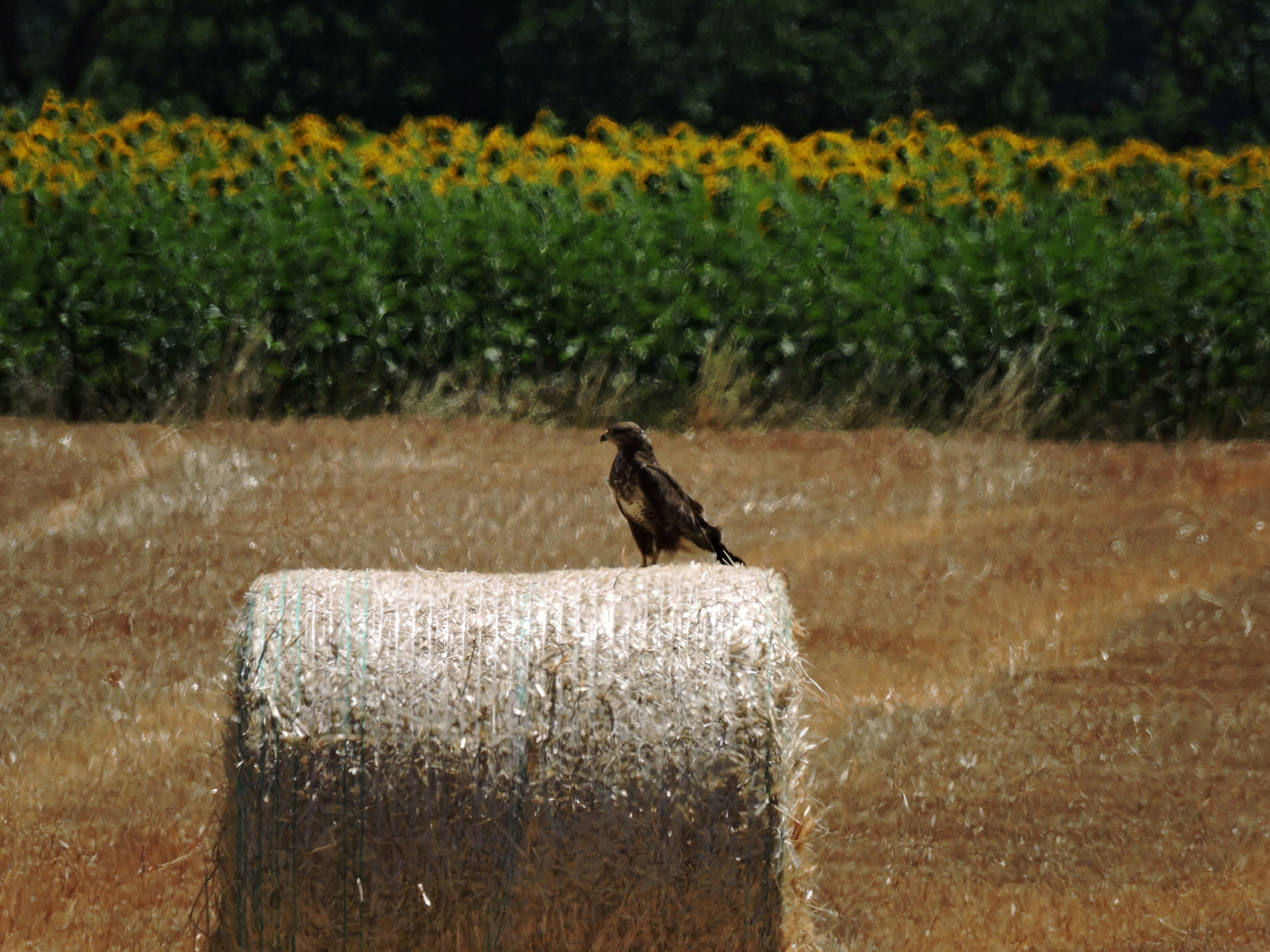 Sitting on a Round Hay Bale: A lone bird surveys the field
