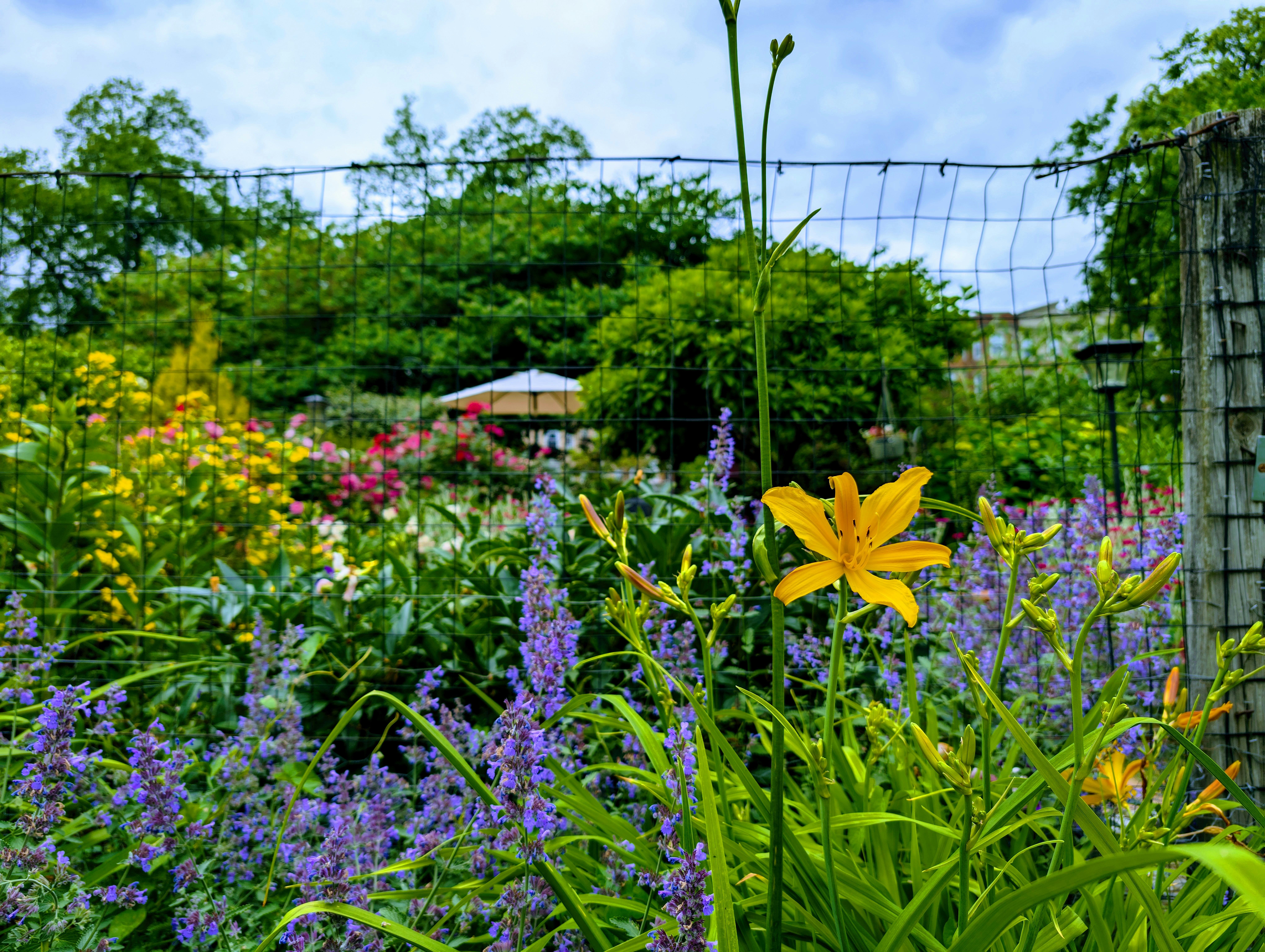 Sunlit Orange Lily Among Violet Blossoms in a Garden Border