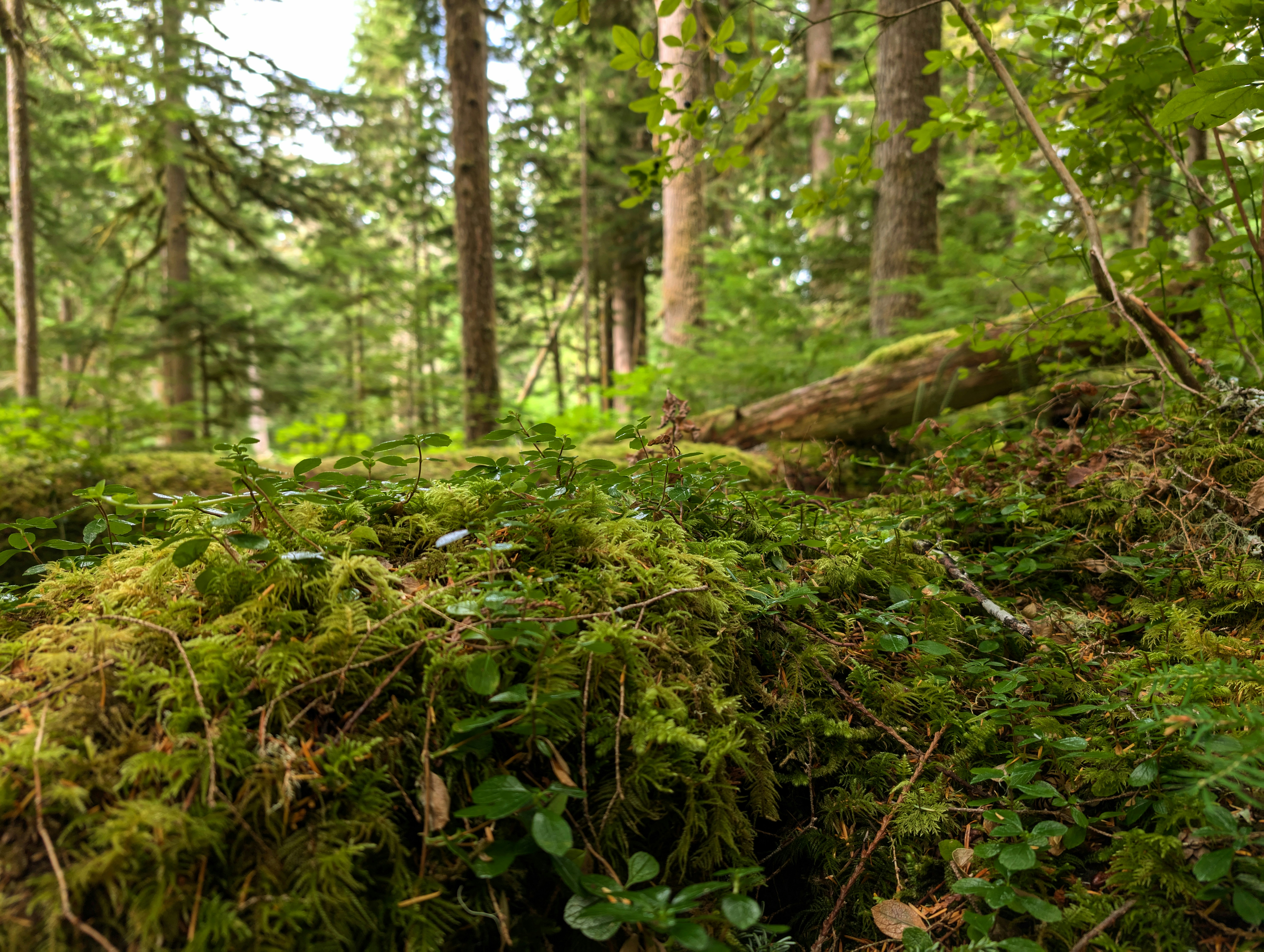 Dense woodland understory with moss, ferns, and small shrubs anchored by a mossy ground layer and fallen log. The scene emphasizes texture and depth in a tranquil forest floor view.