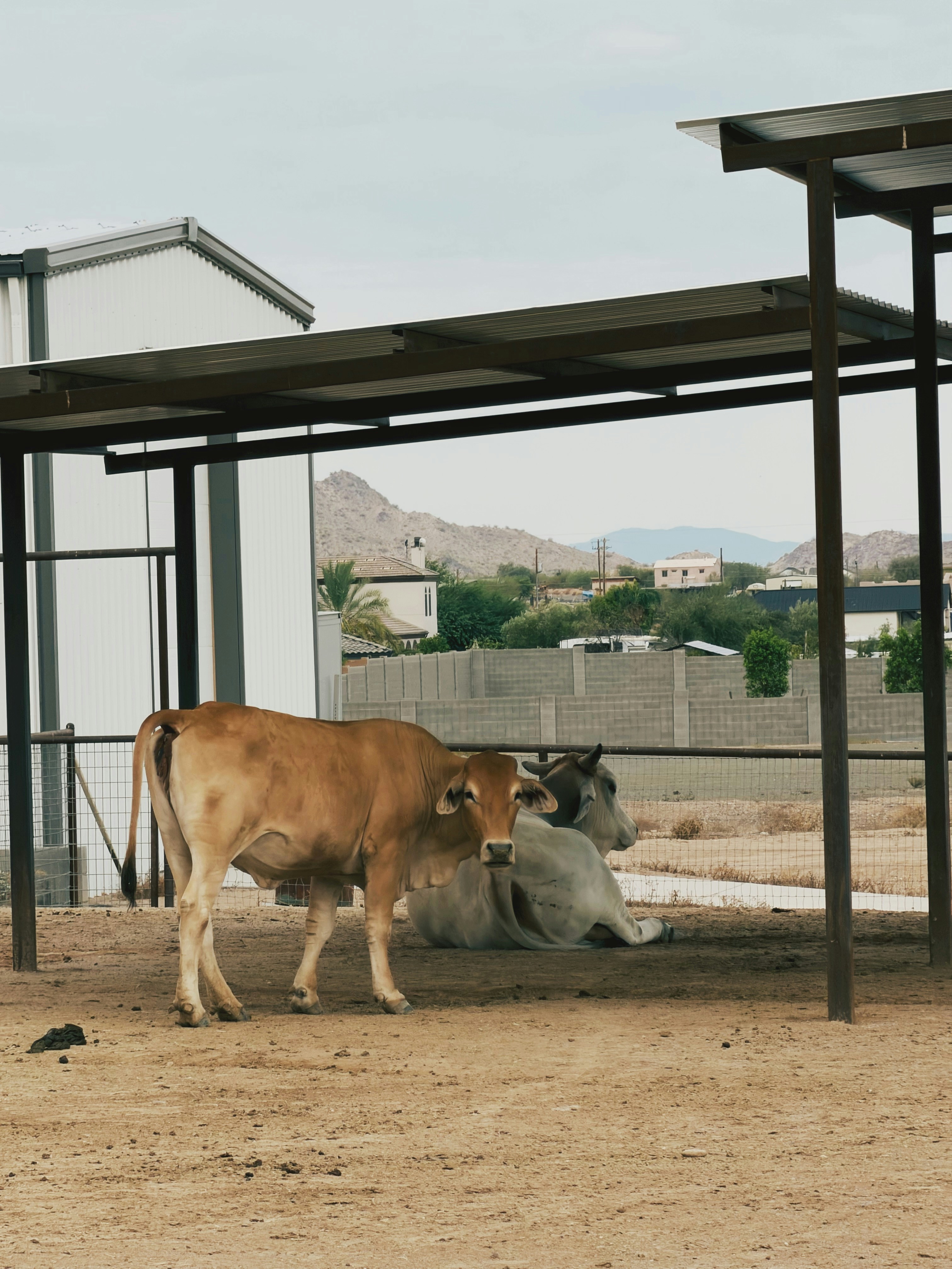 Lone Bull and Resting Mare Under Open Shelter