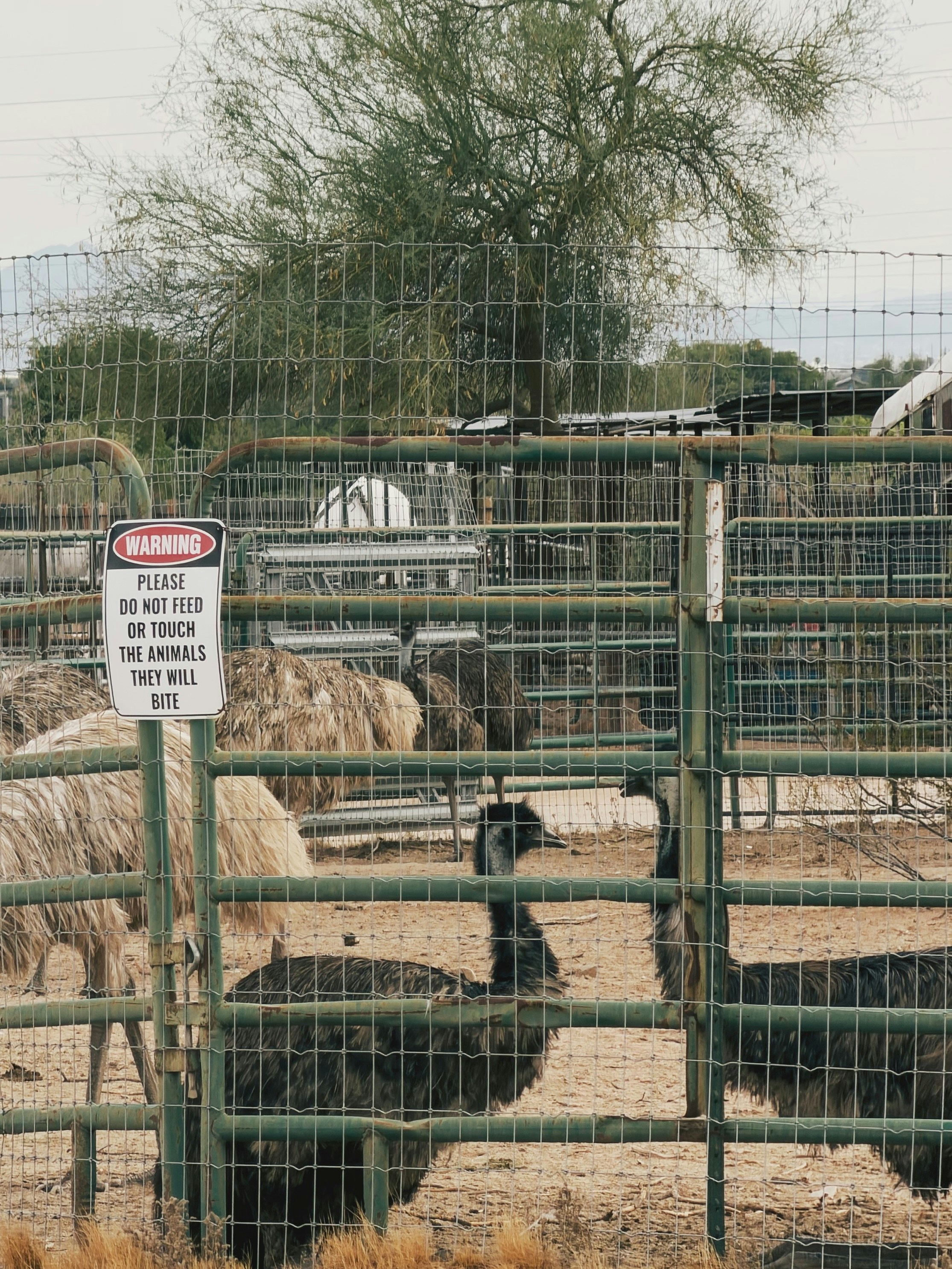 Warning Sign Among Farm Enclosures: A Quiet Barnyard Moment
