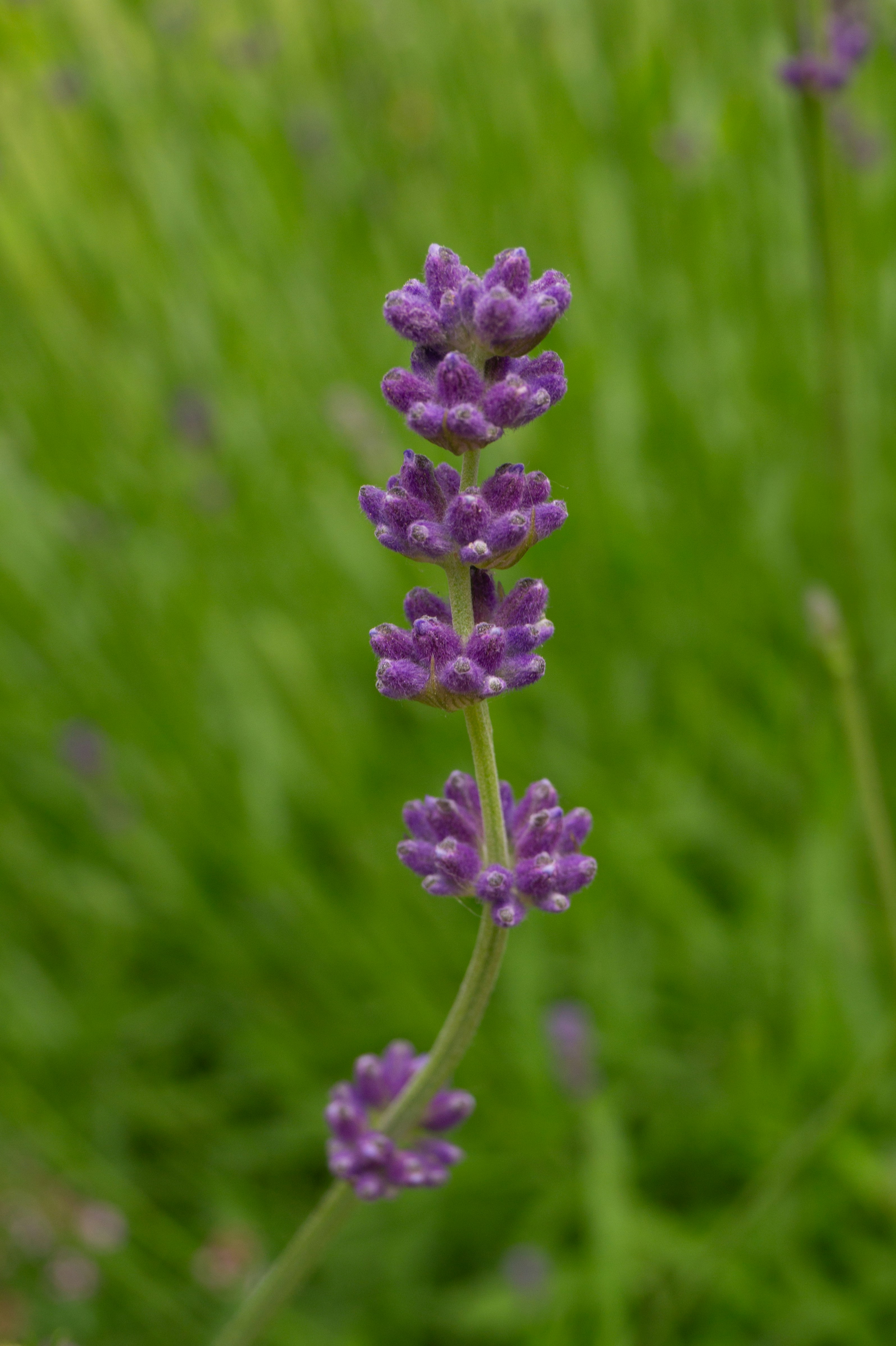 Lavender Spike in Focused Meadow Green