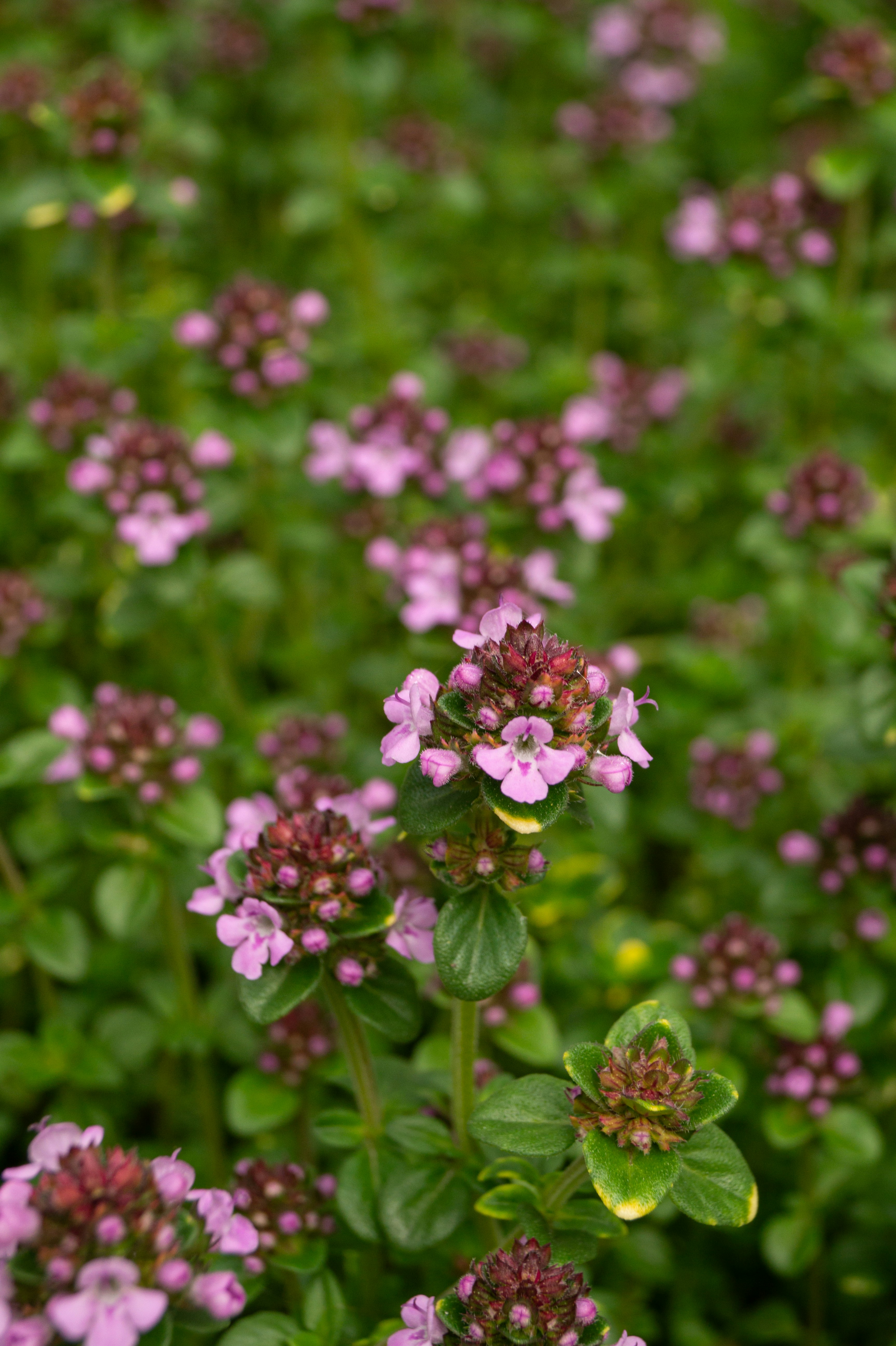 Close-Centered Bloom: A Cluster of Pink Flowers in Soft Focus