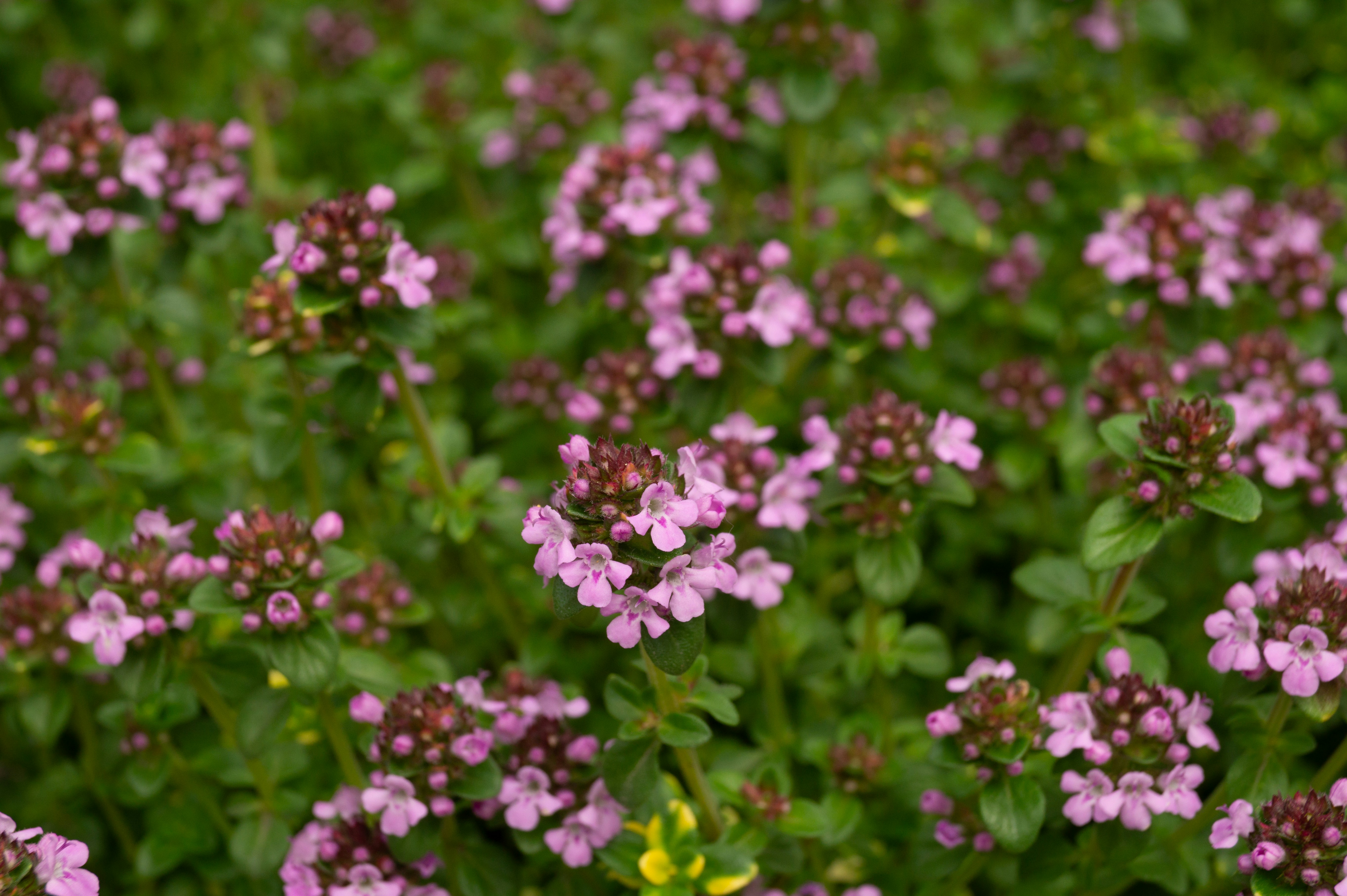 Petal Mosaic: Soft Pink Blooms in a Quiet Garden