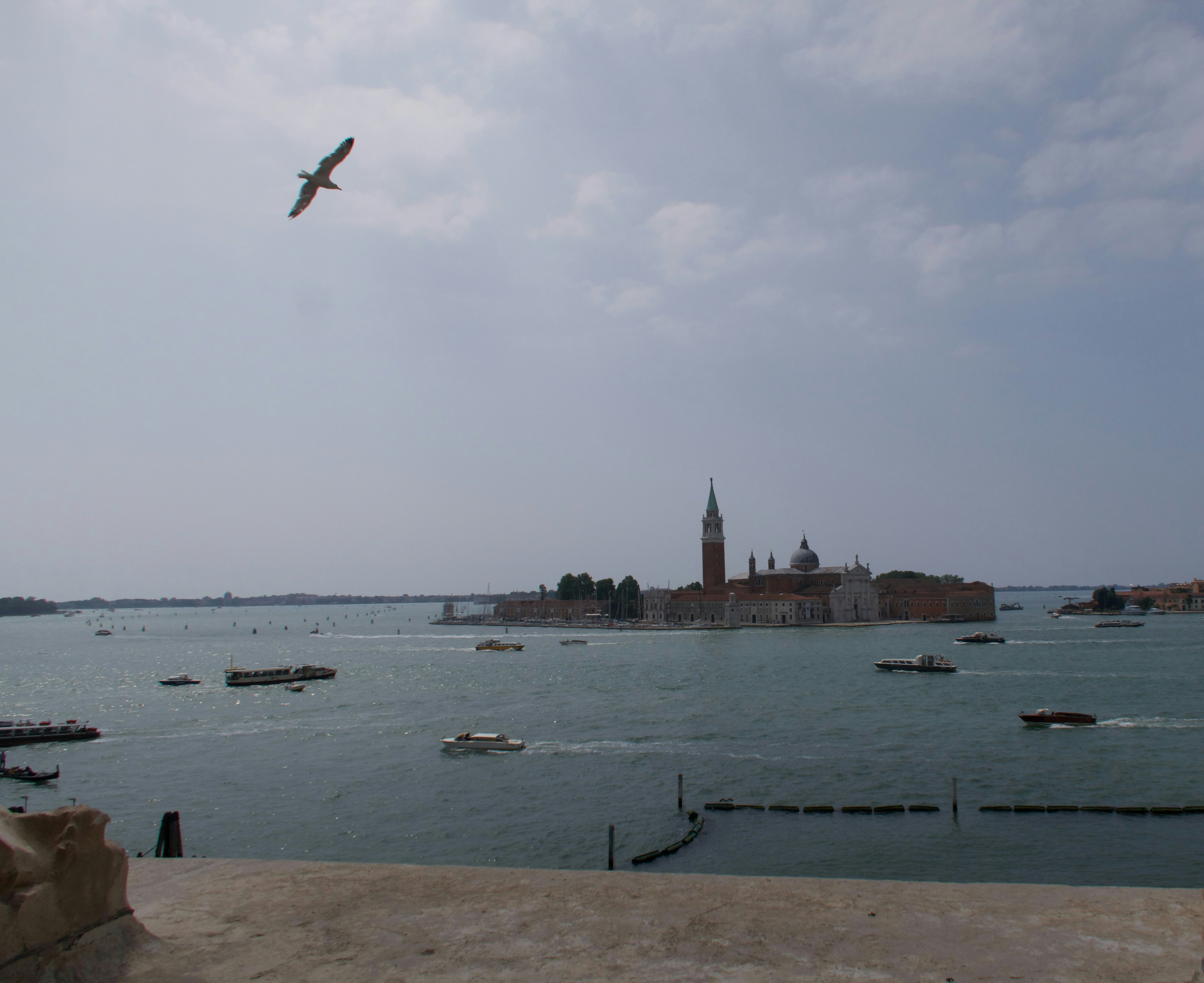 Seagull Over San Giovanni’s Lagoon: A Quiet Venezia Moment