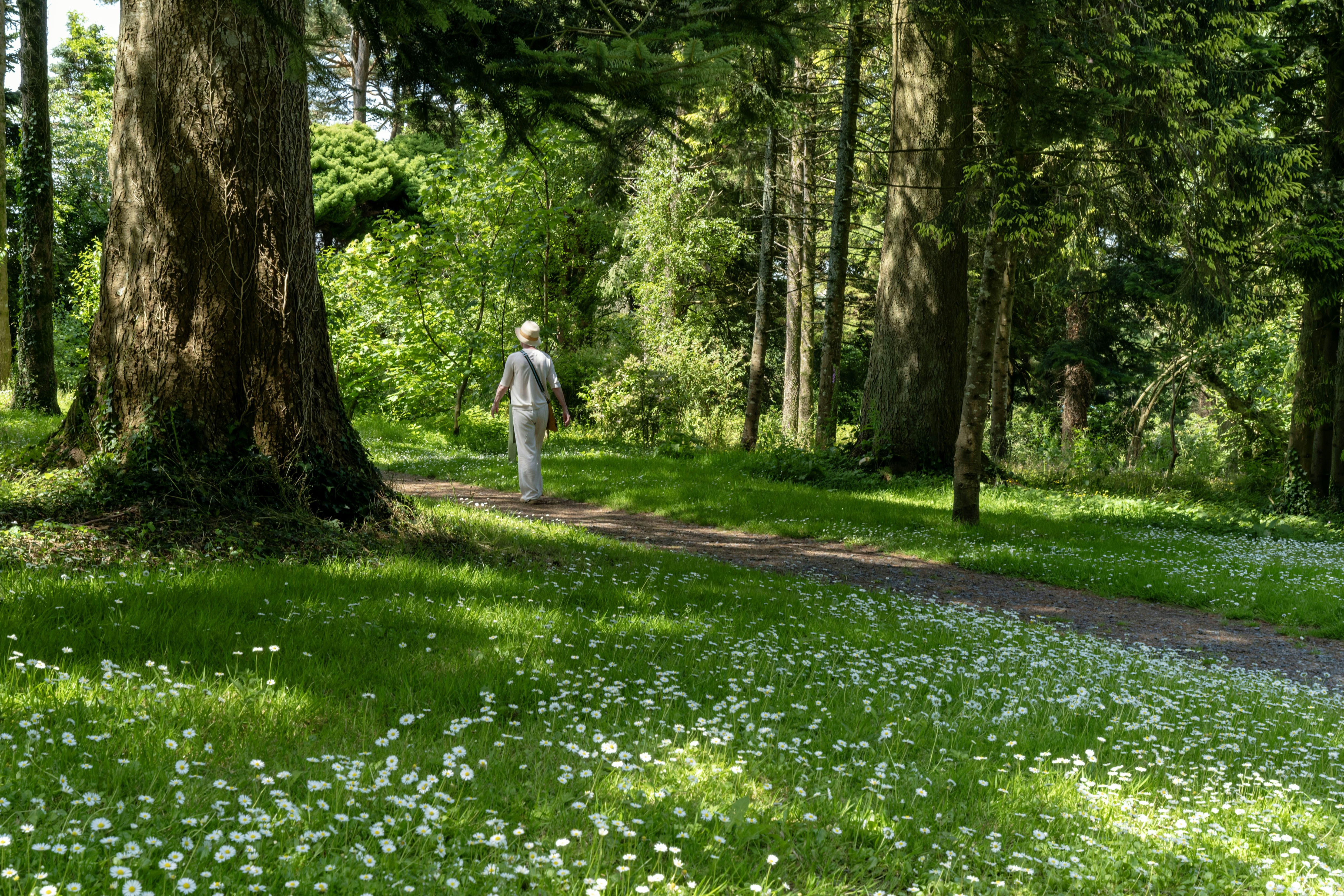 Forest Pathway: Whispering Light Guiding a Quiet Walk
