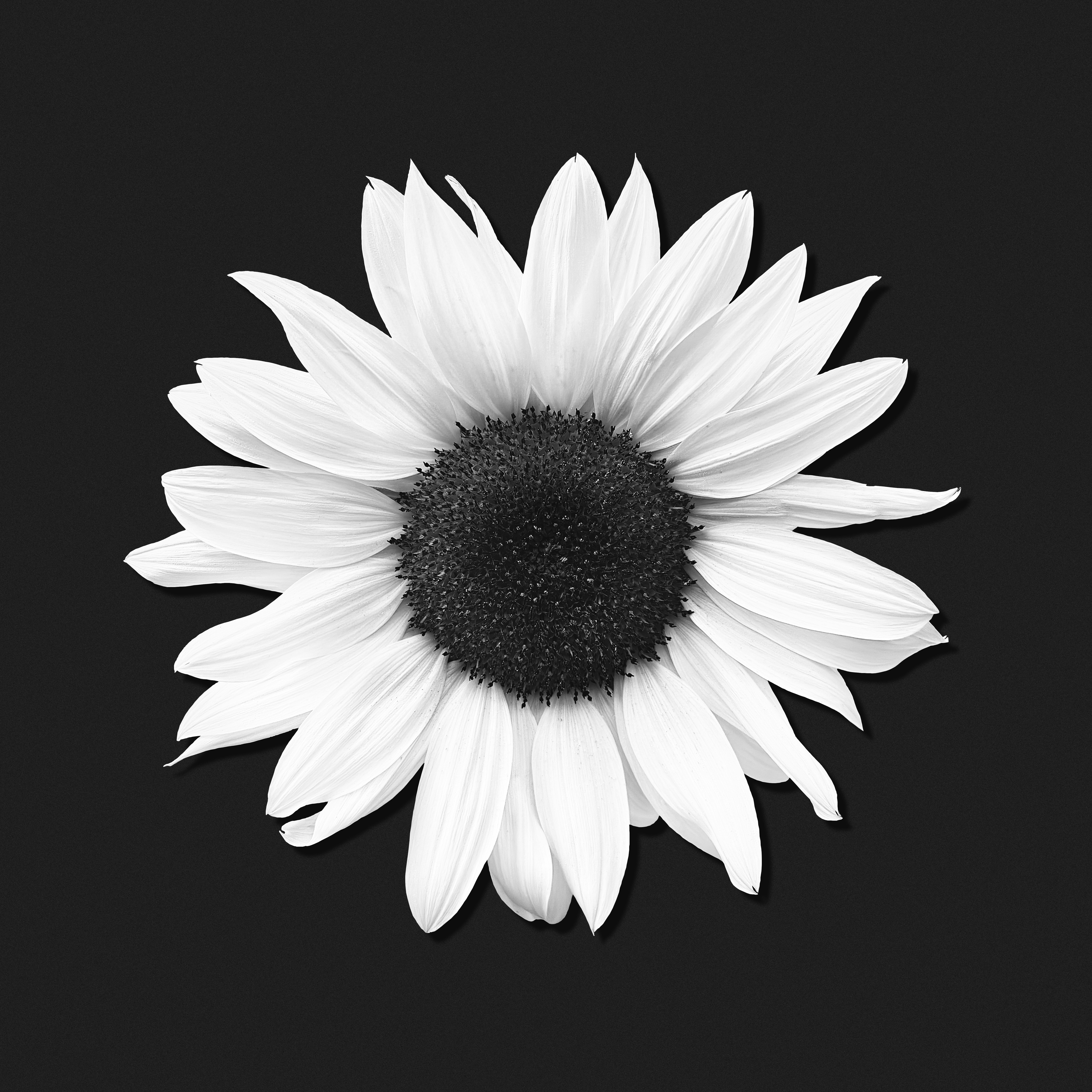 Monochrome Bloom: A Sunflower’s Quiet Center Against Darkness