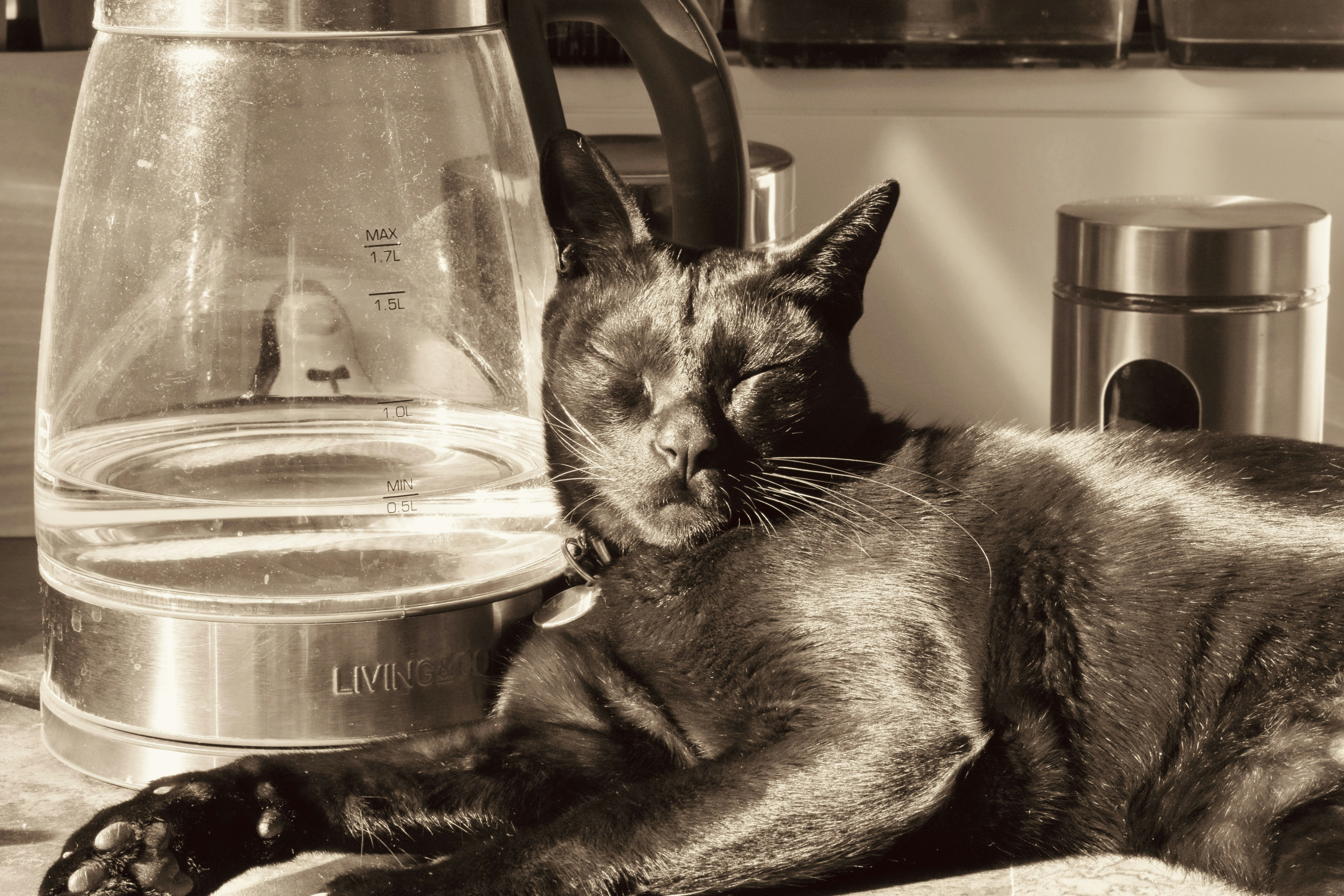 Sunlit Slumber: a cat nestled beside a kettle